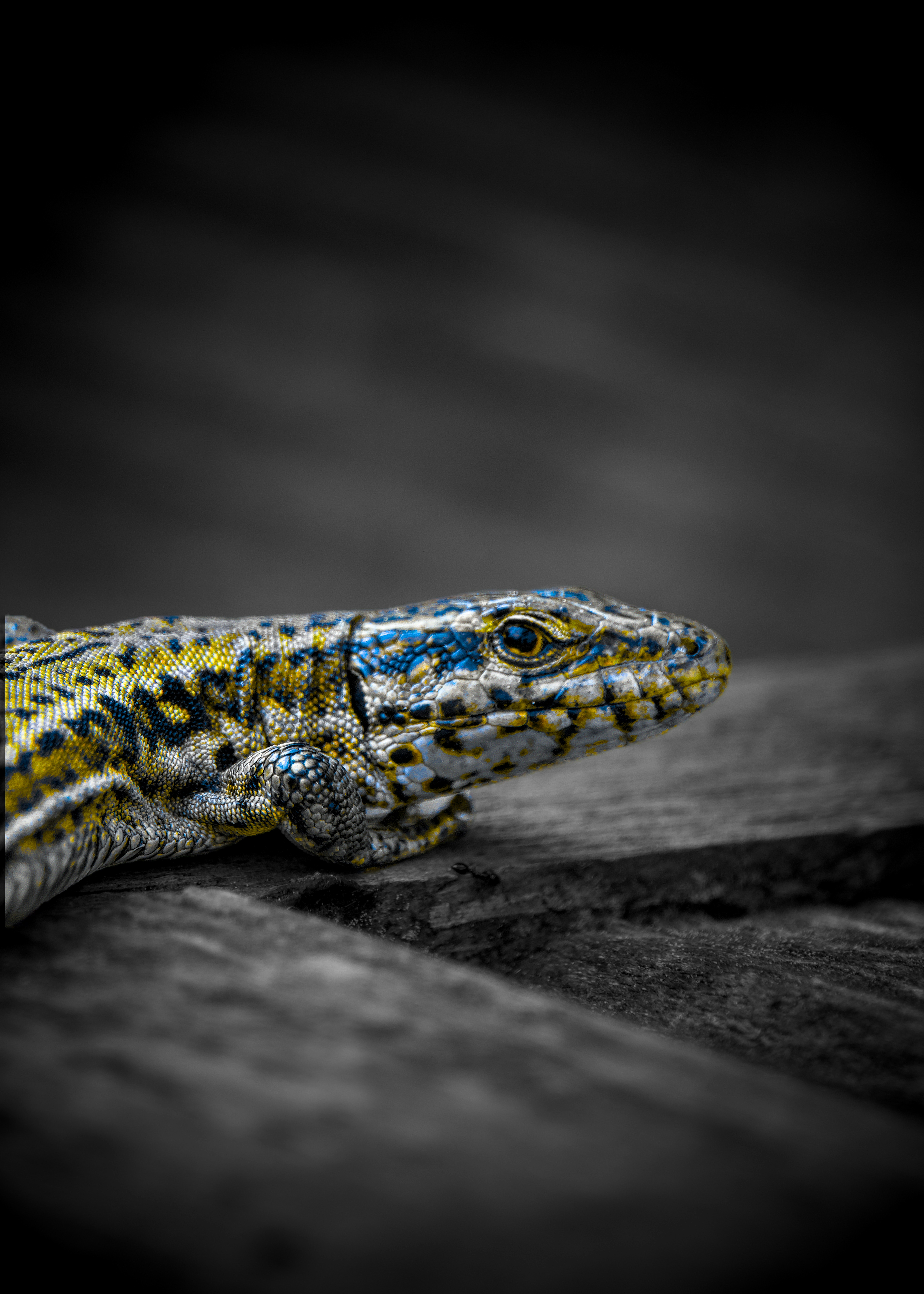 Prismatic Scales on Weathered Stone: Close-Up of a Colorful Lizard