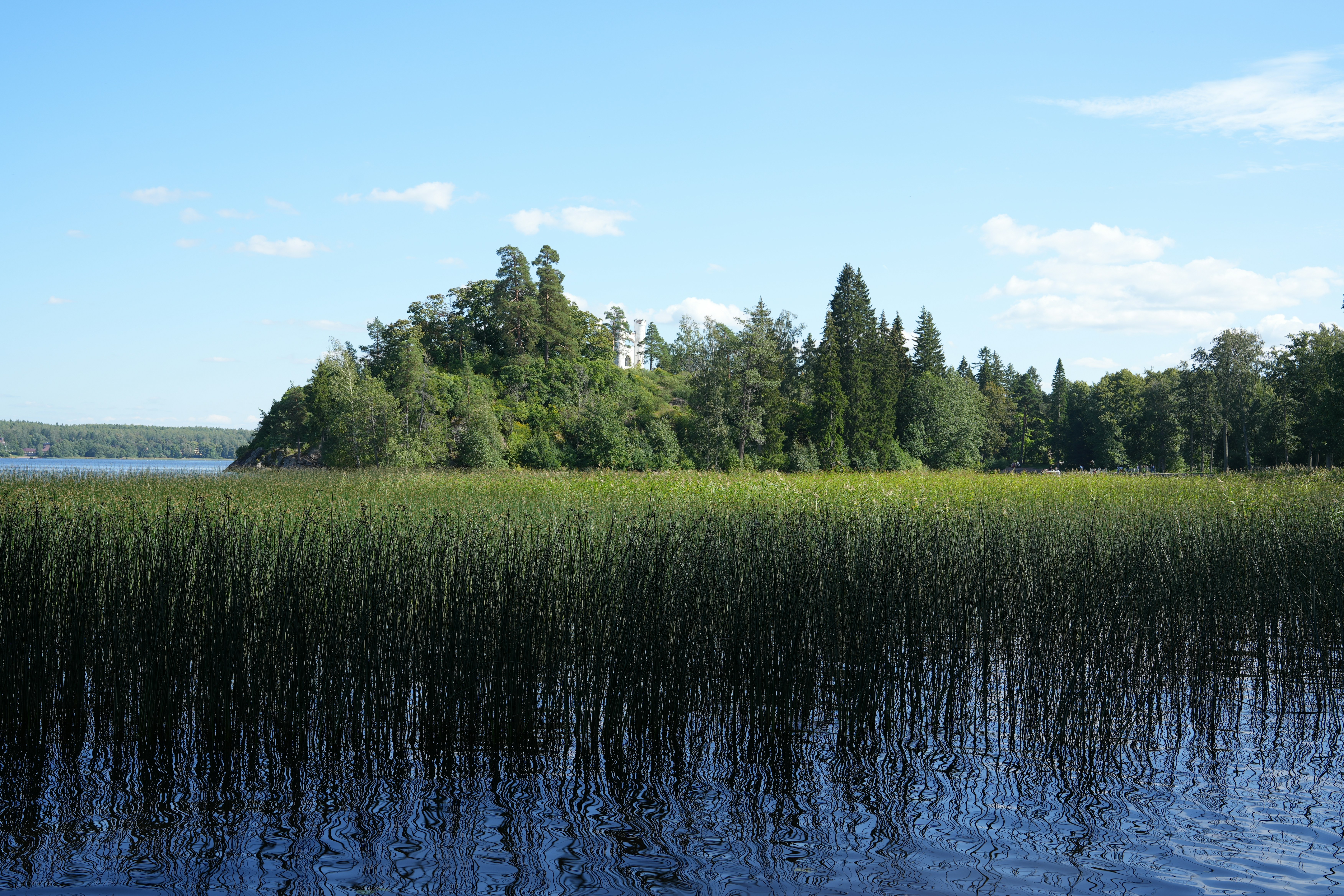 Reed-Fringed Lake and a Leafy Islet under a Clear Blue Sky