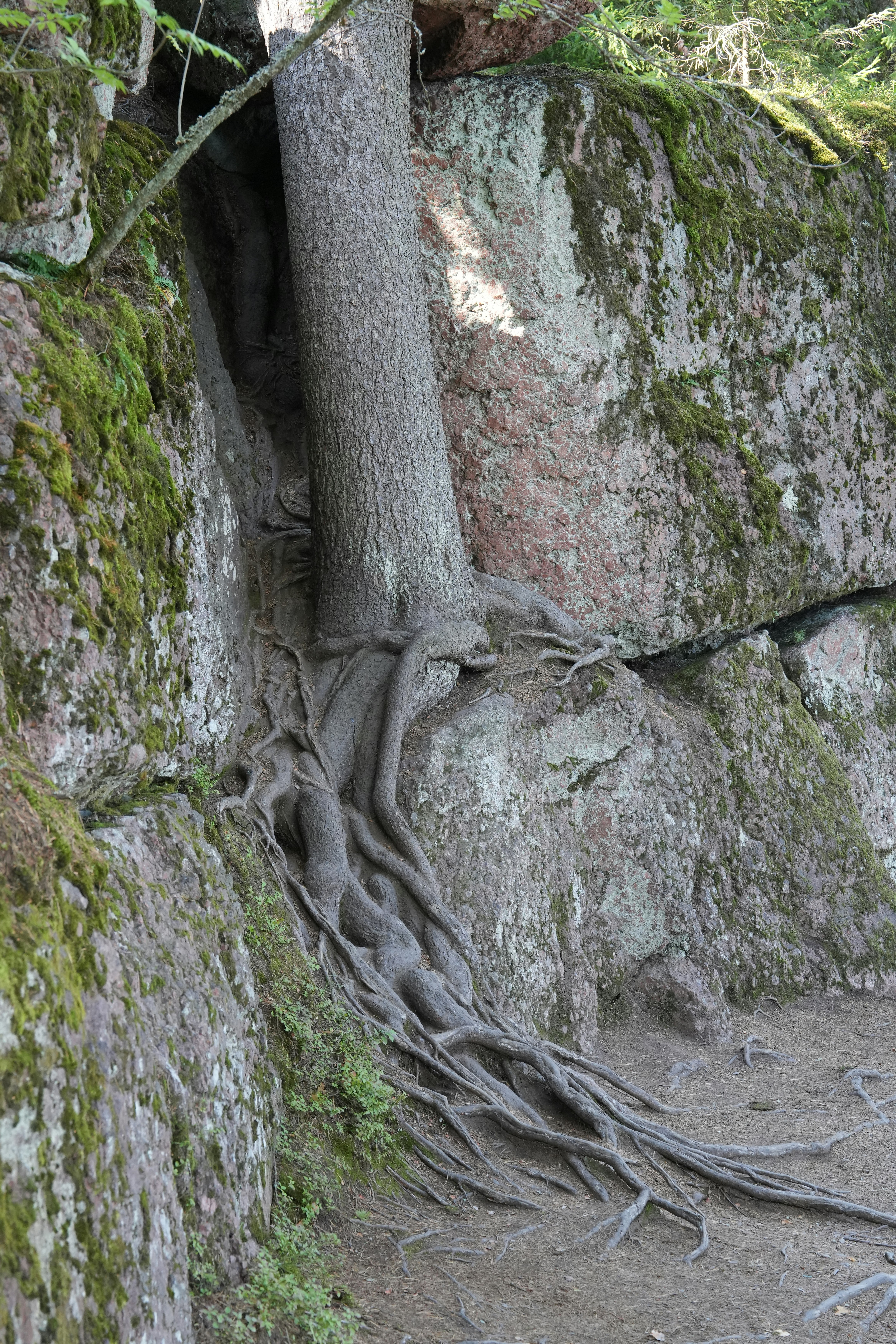 Granite Veins: Tree Roots Weaving Through a Moss-Covered Cliff