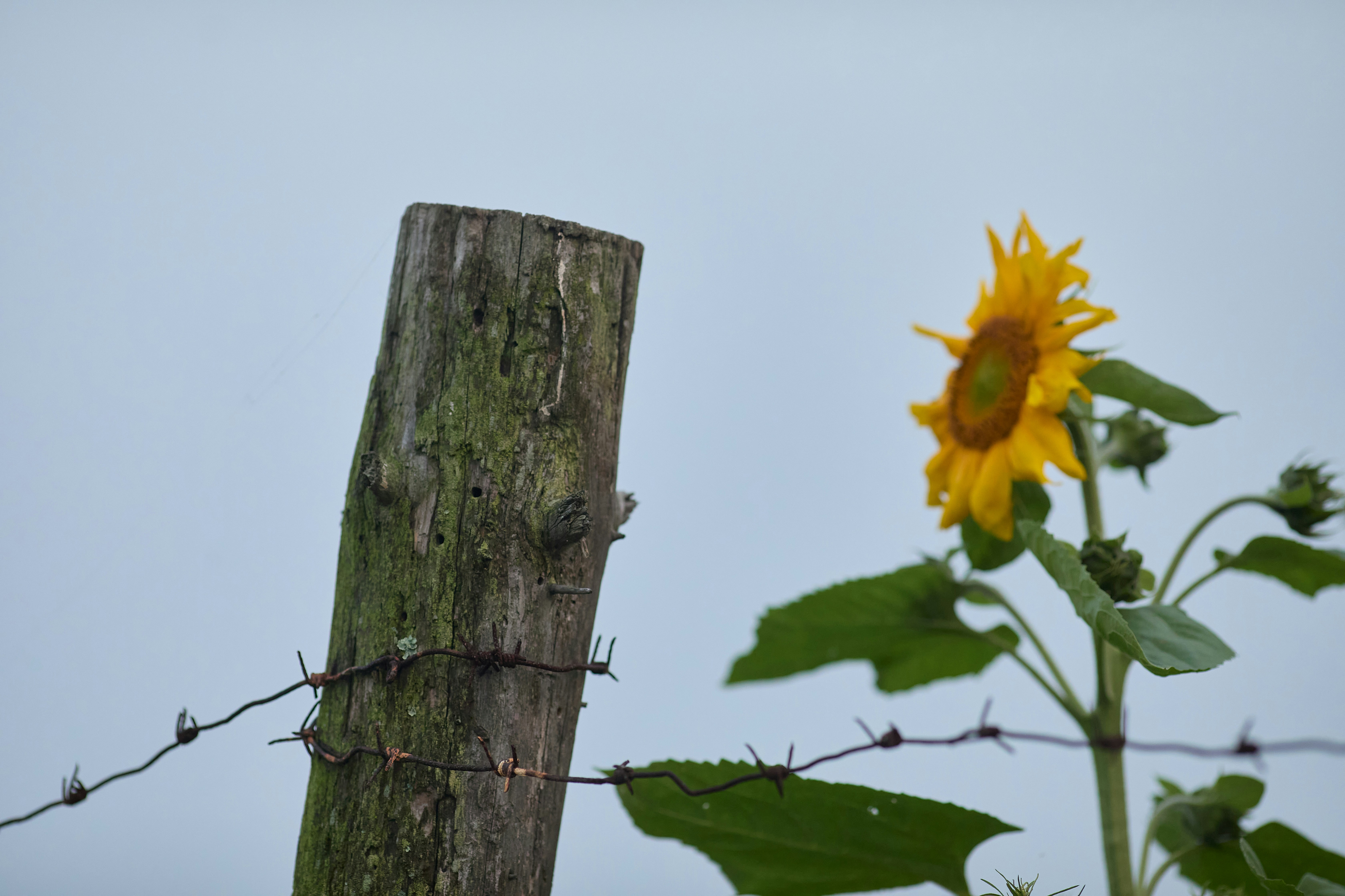 Barbed Boundary and Sunflower: A Quiet Moment at the Fence
