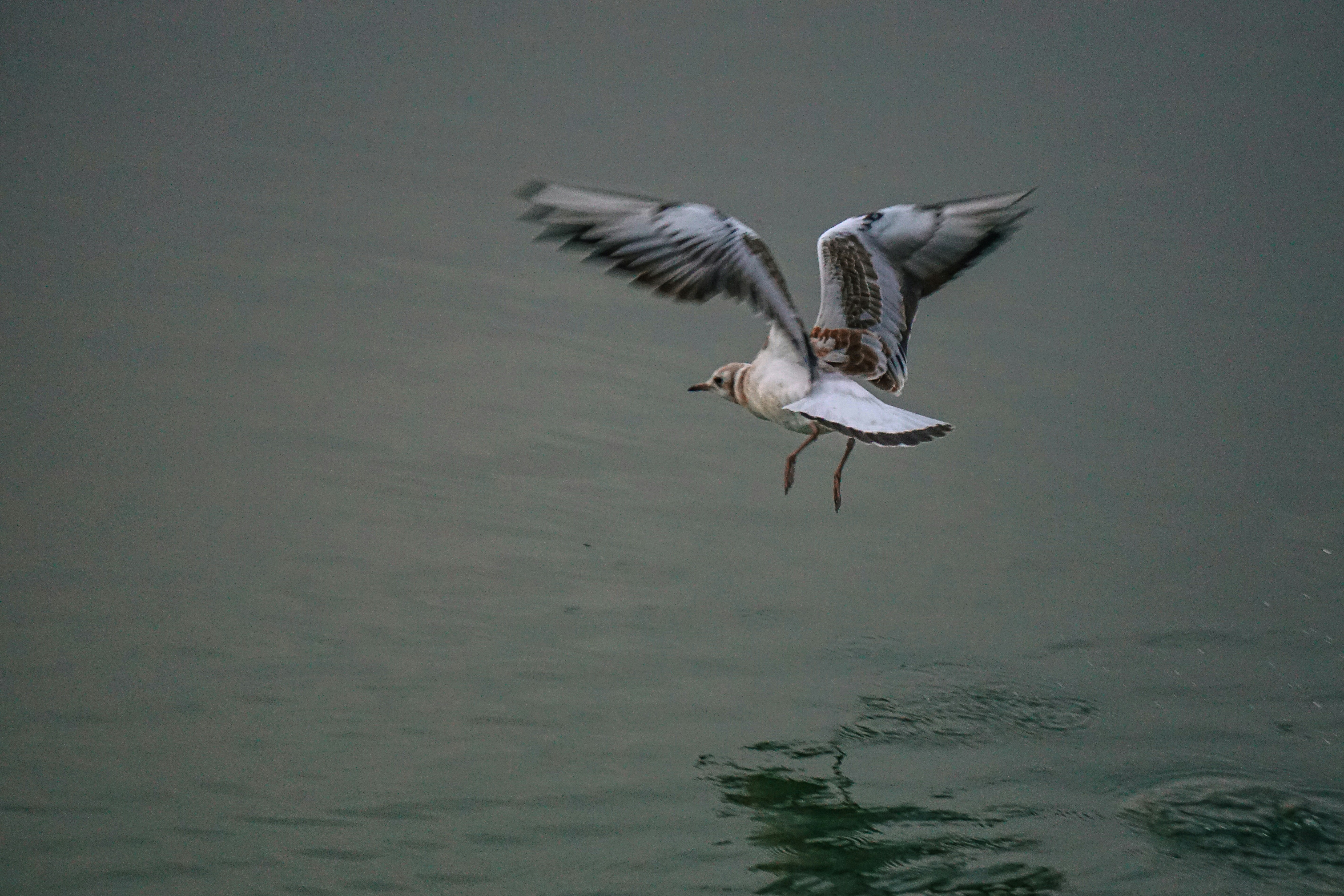 A seagull flying over a body of water photo – Free Speicherbecken ...