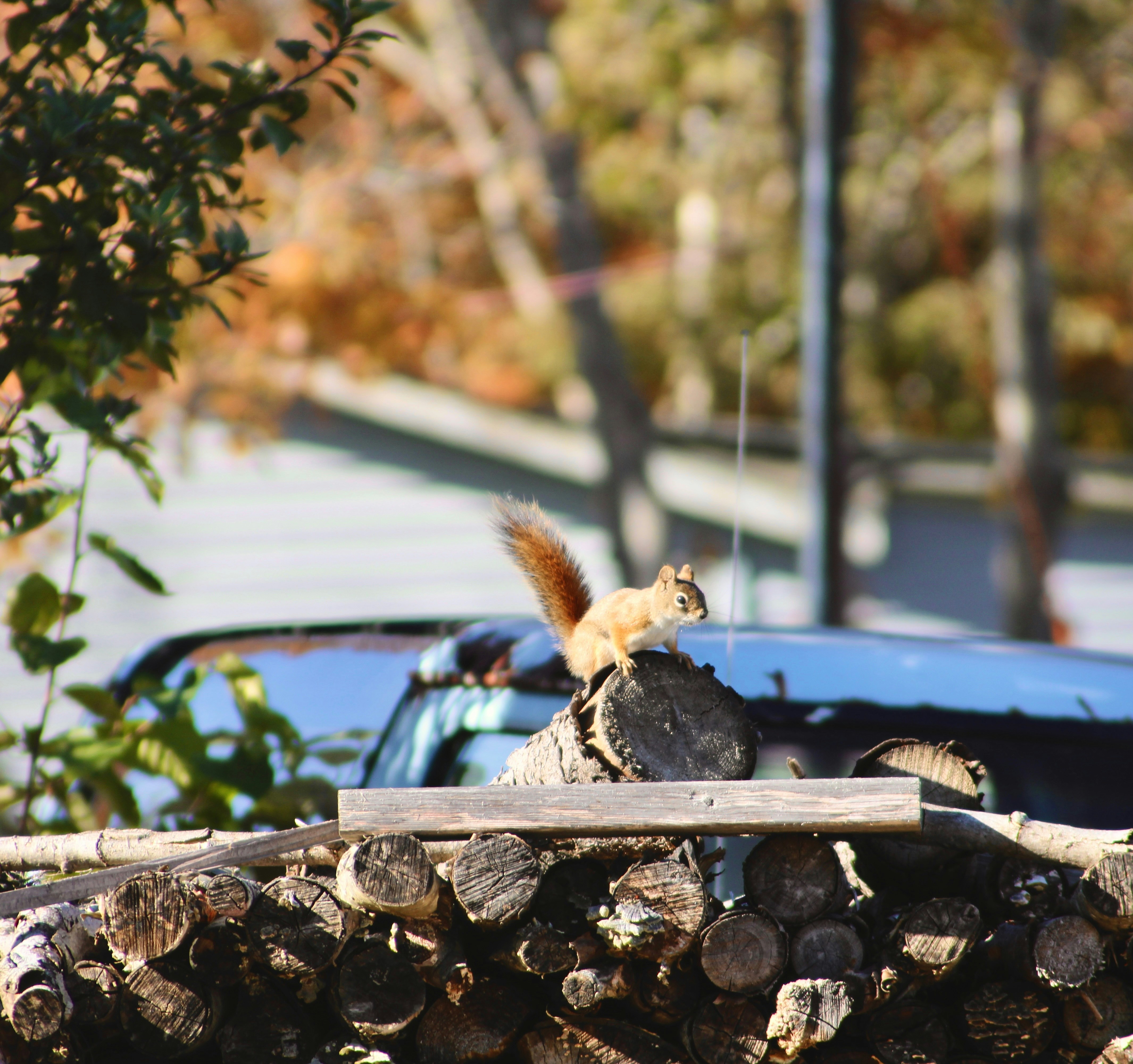 The Squirrel's Summit: Tiny Acrobat on a Log Stack in a Sunlit Yard