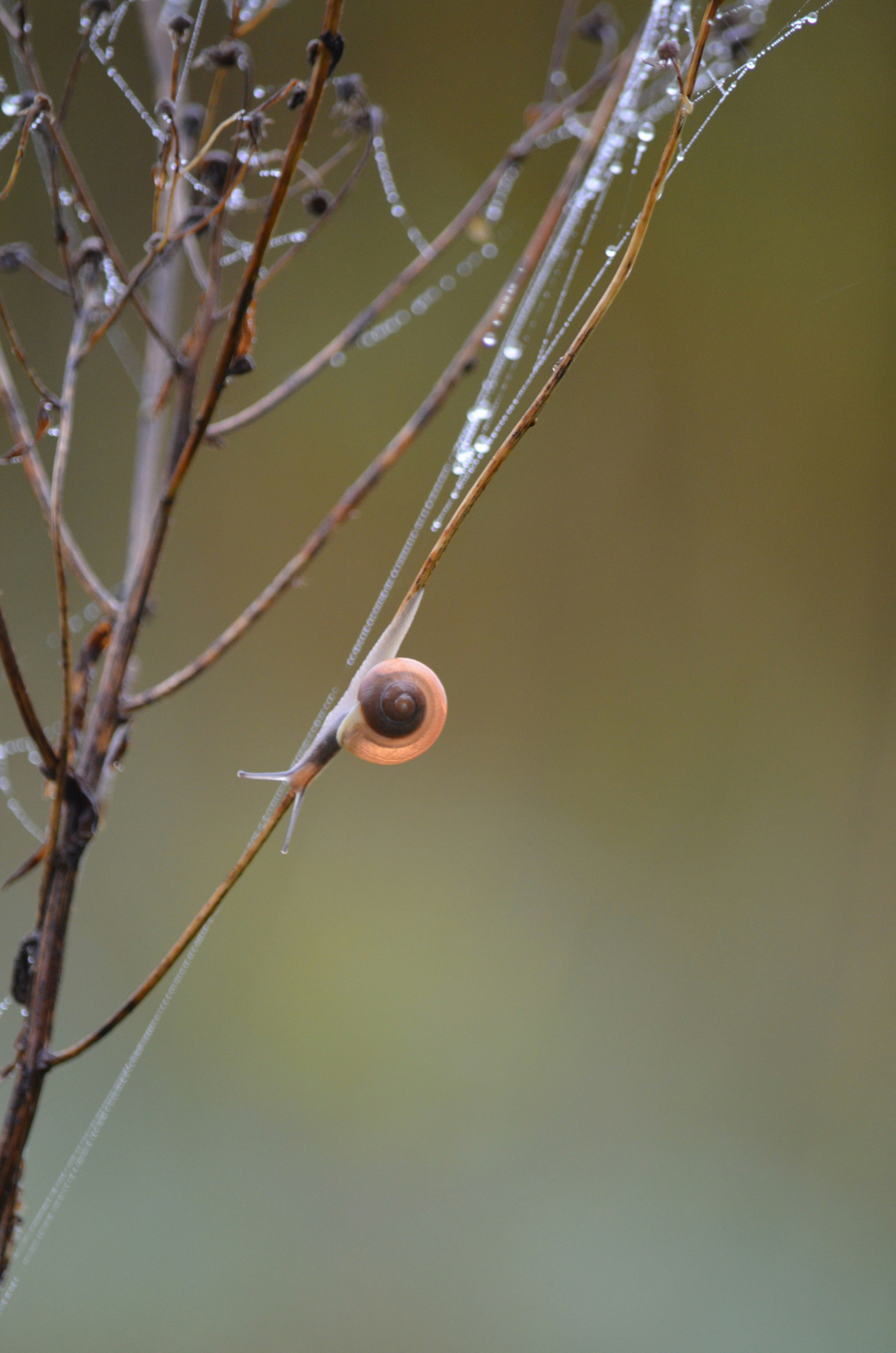 Dew-Kissed Snail on a Twig Woven with Webs