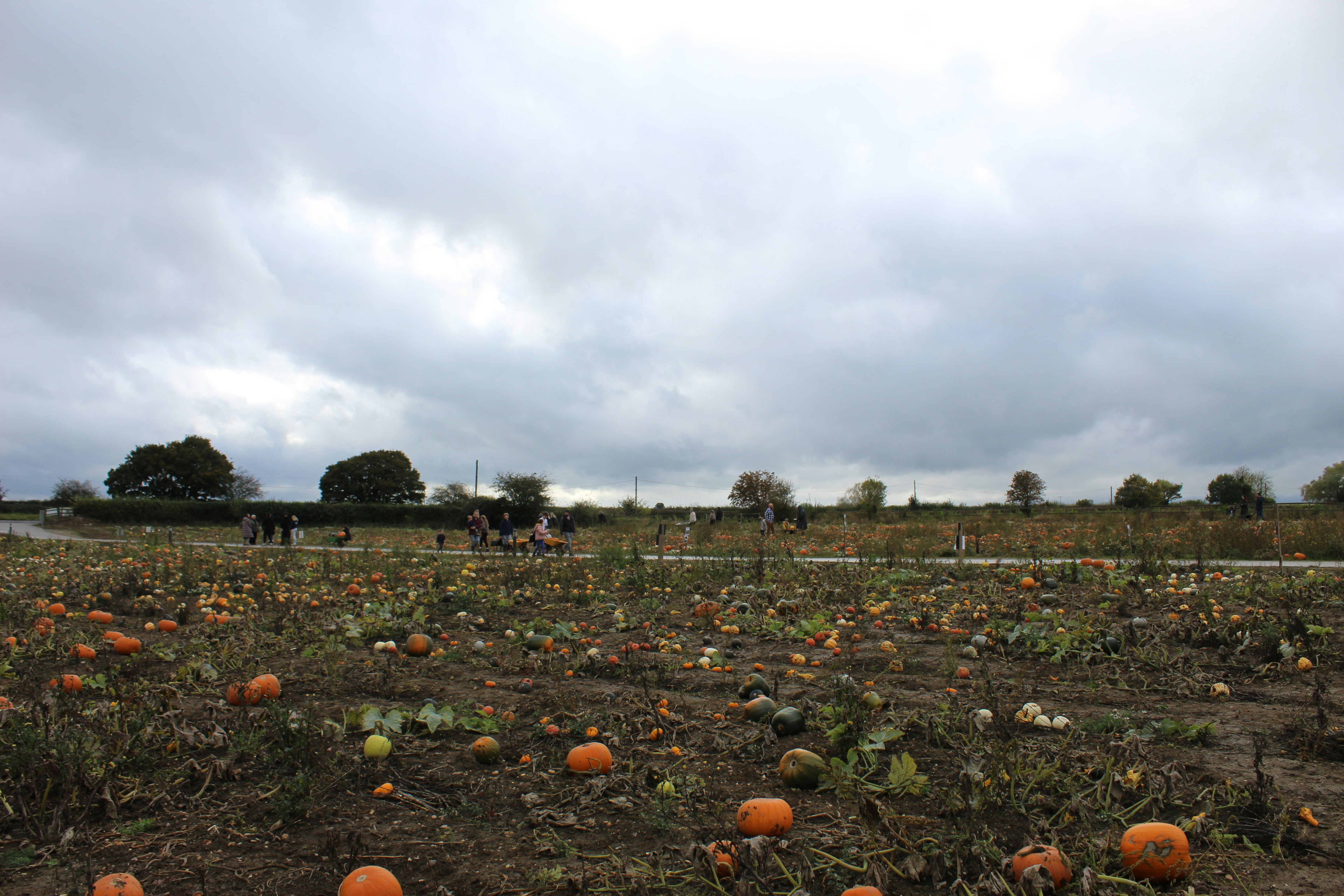 Autumn Patchwork: Pumpkins Across a Quiet Field Beneath Overcast Skies