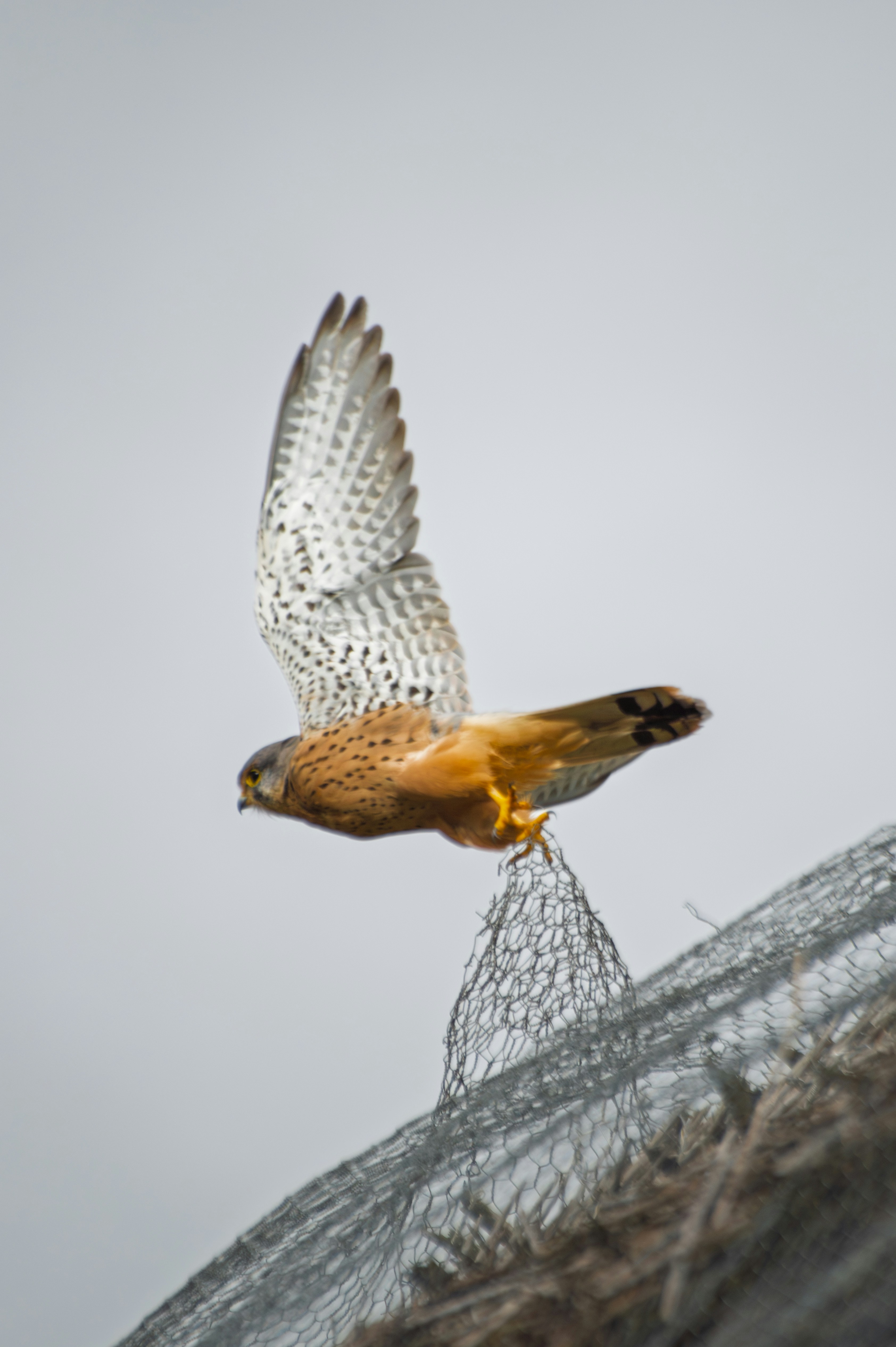 A bird is landing on top of a net photo – Free Animal Image on Unsplash