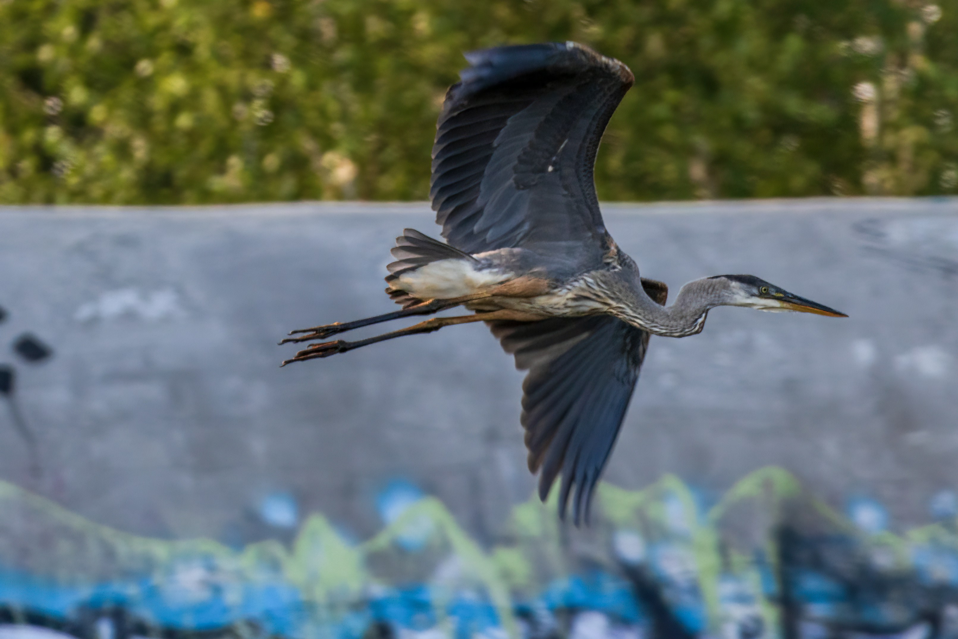 Midflight Grey Heron Over a Graffiti-Soaked Urban Barrier