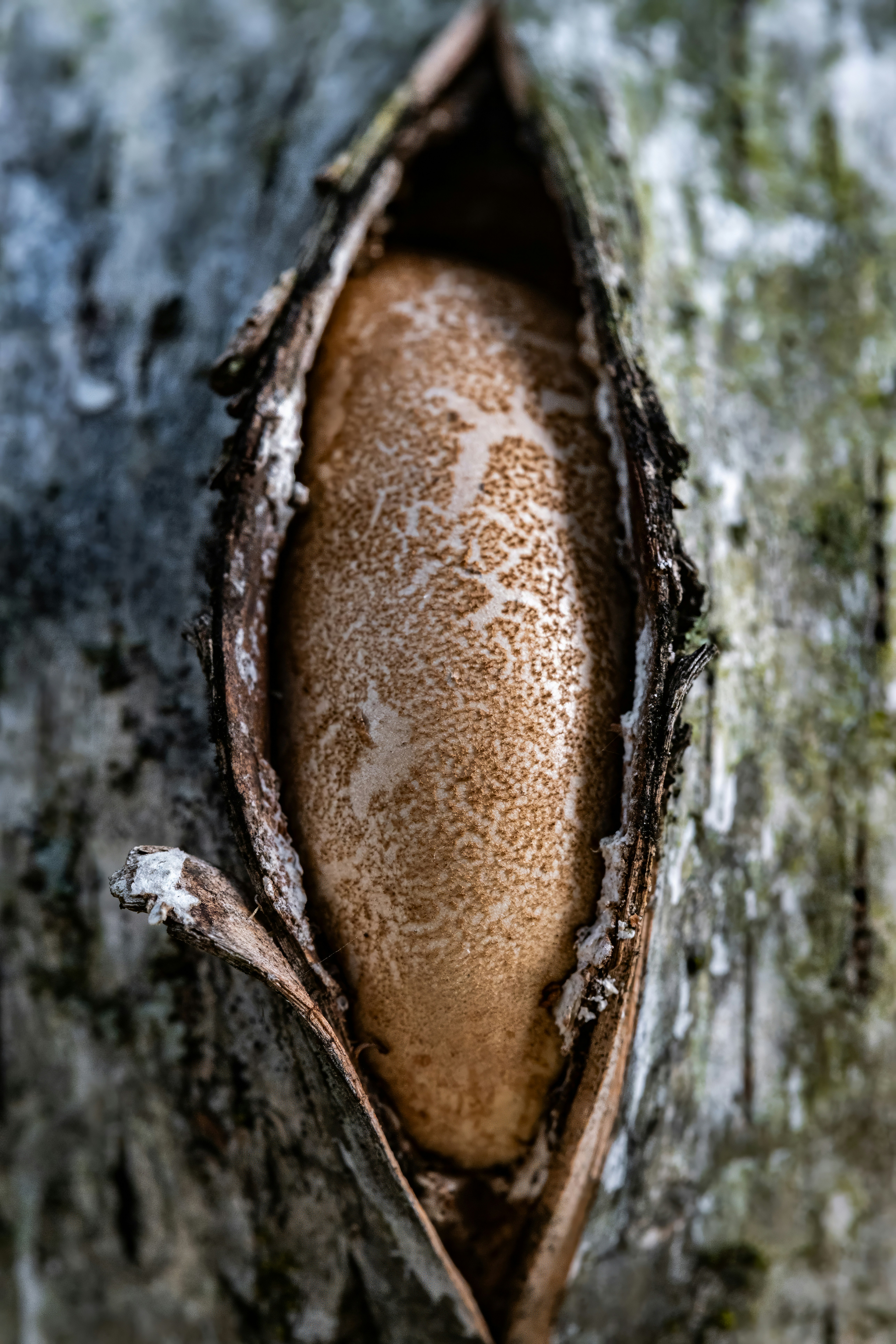 Hidden Core: a seed nestled in weathered bark