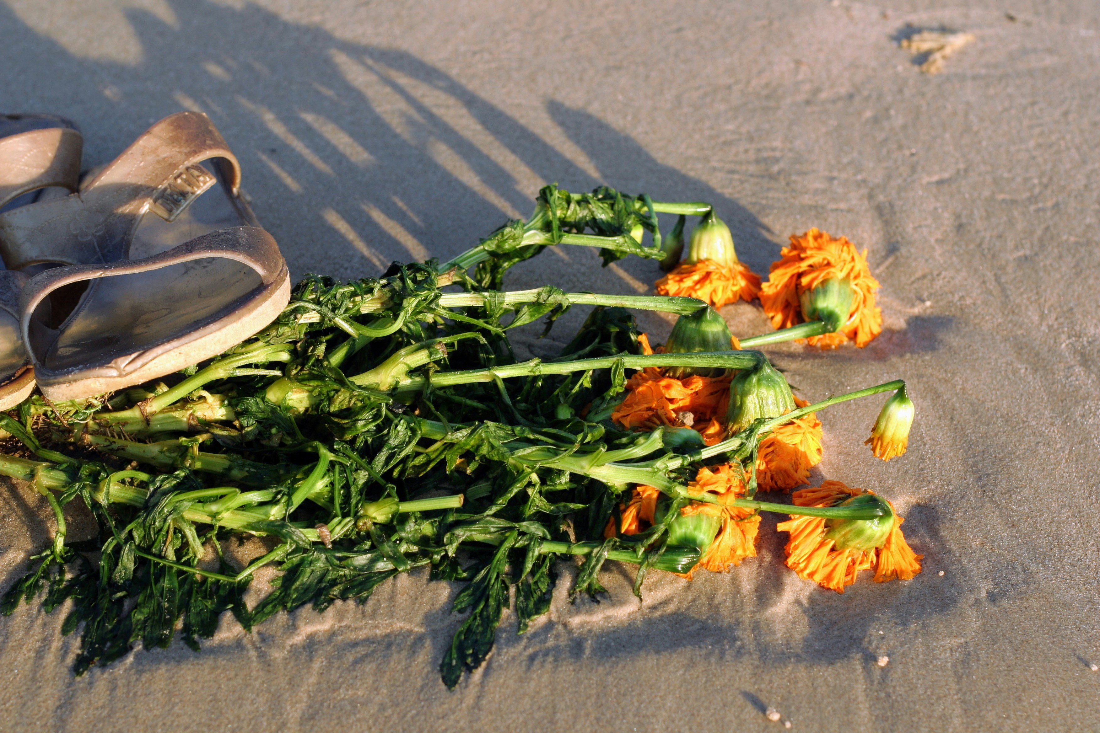 Beachside Bouquets: Orange Flowers and Sand on a Quiet Shore