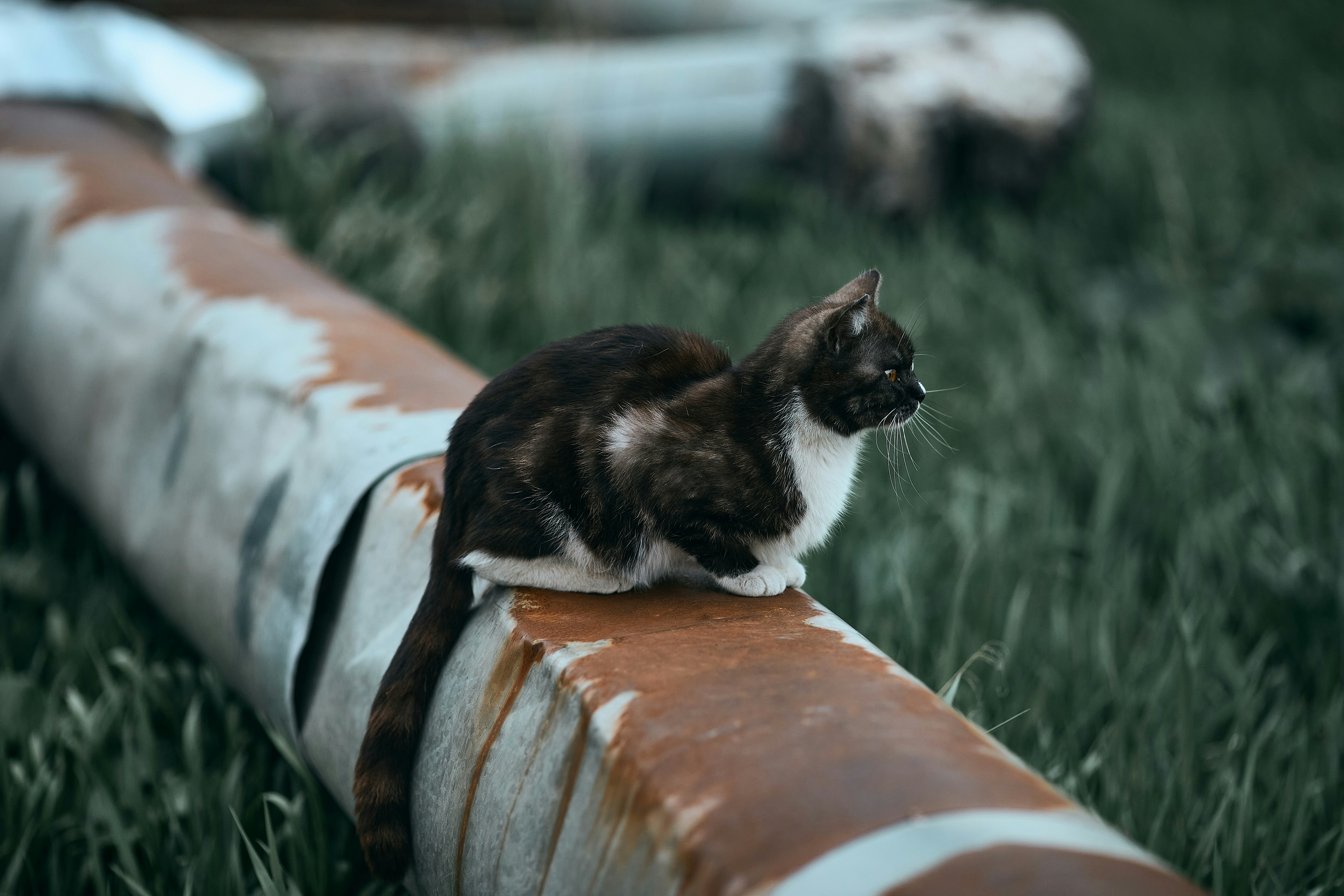 Cat perched on a rusted metal pipe amidst lush green grass.