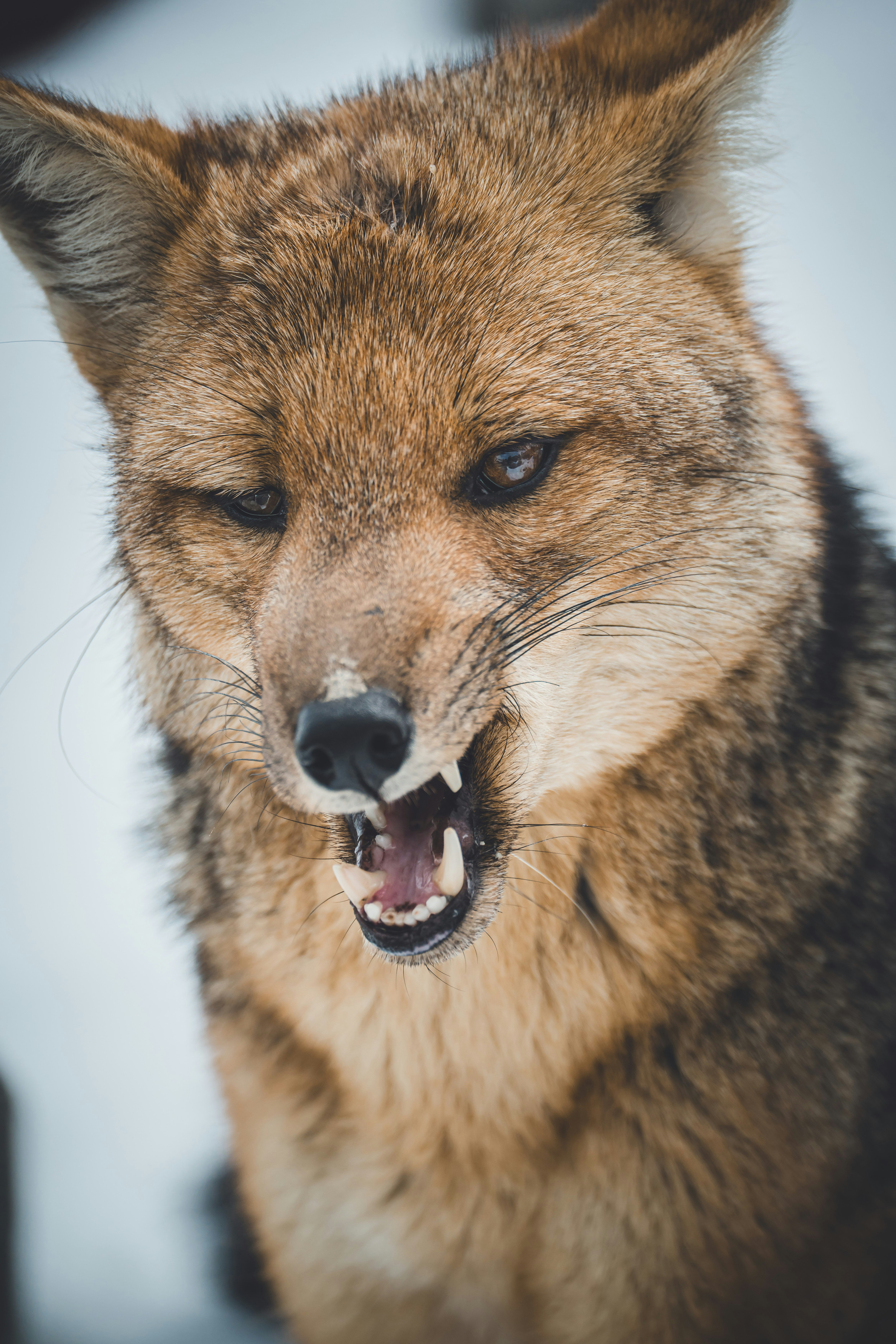 Close-Range Reveal: Fanged Whisper of the Snow Wolf