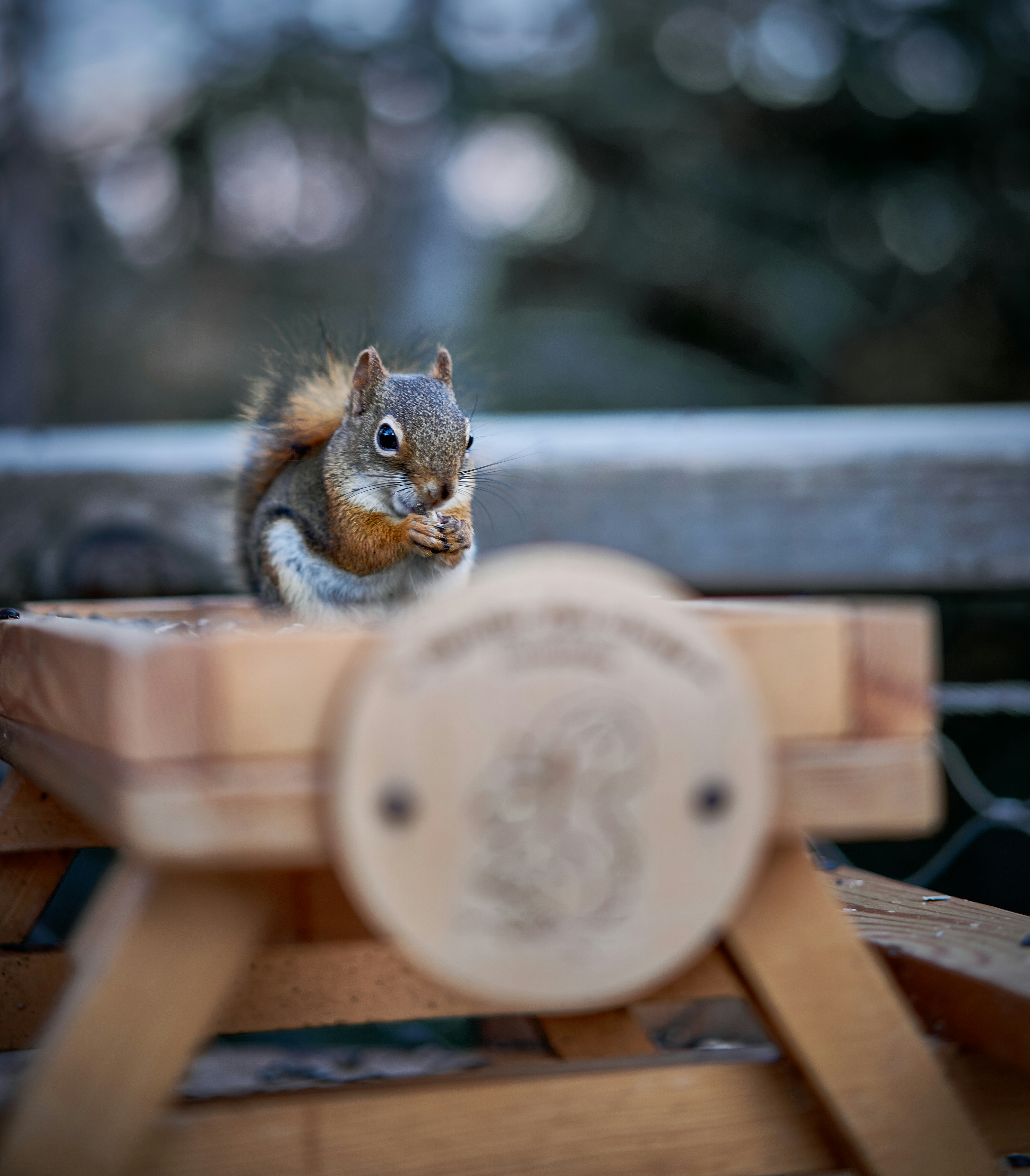 Nut-crunching Moment: A Squirrel Perches on Wooden Gear