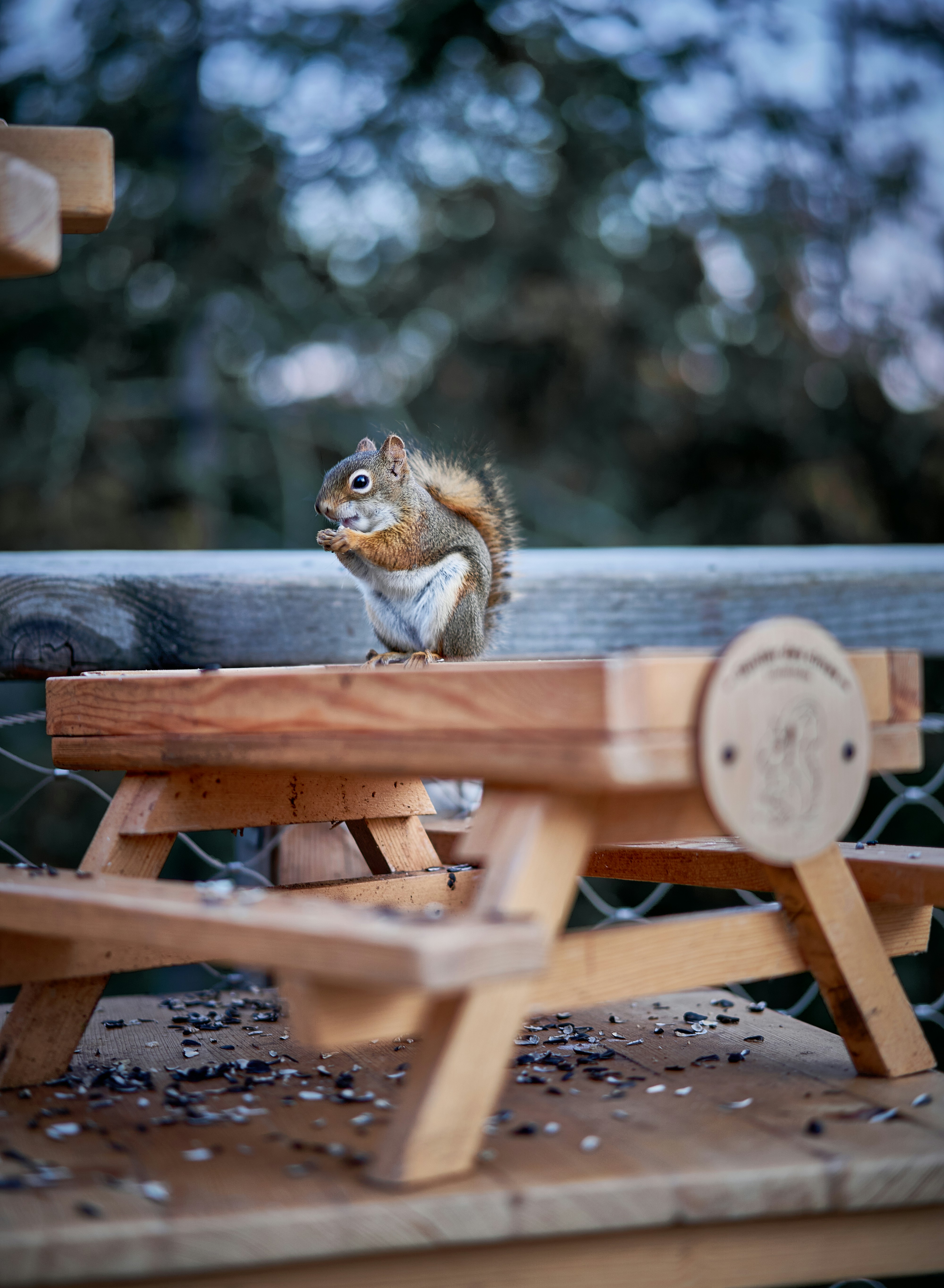 Nut-Snack on a Wooden Stage: Squirrel at a Picnic Table