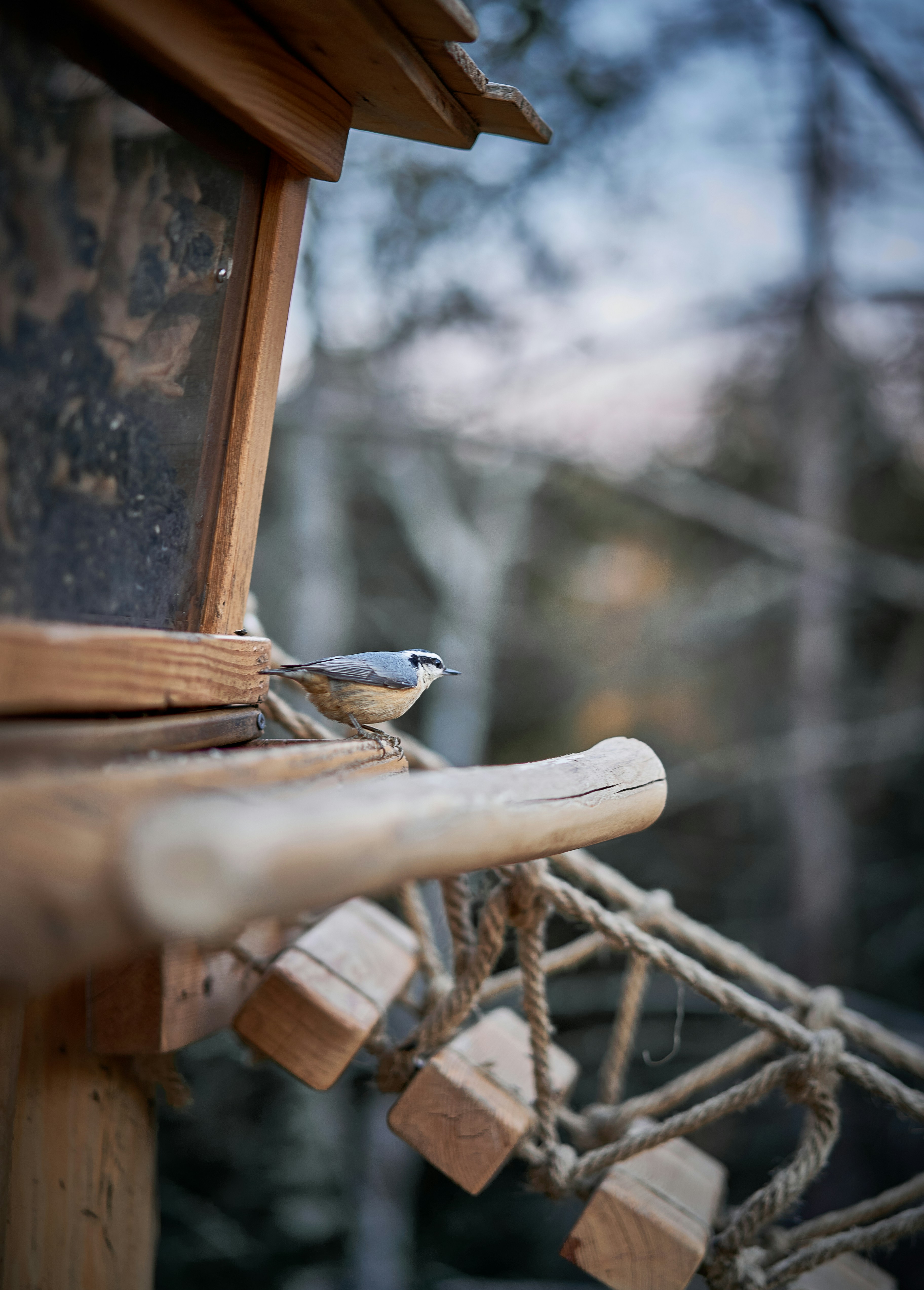 Blue Tit on Weathered Wood at the Edge of a Quiet Winter Garden