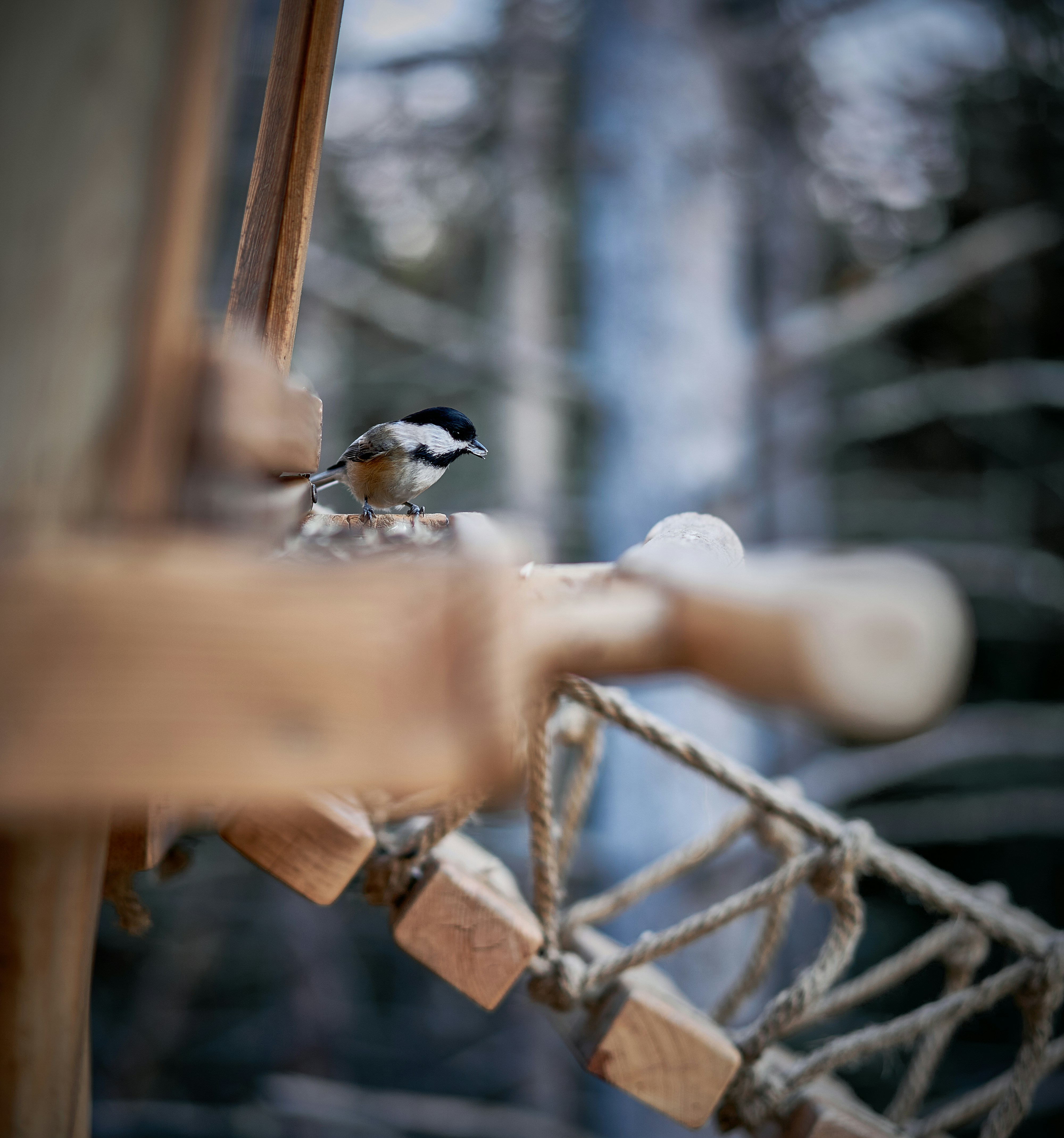 Chickadee on a Weathered Wooden Structure Framed by Rope Netting