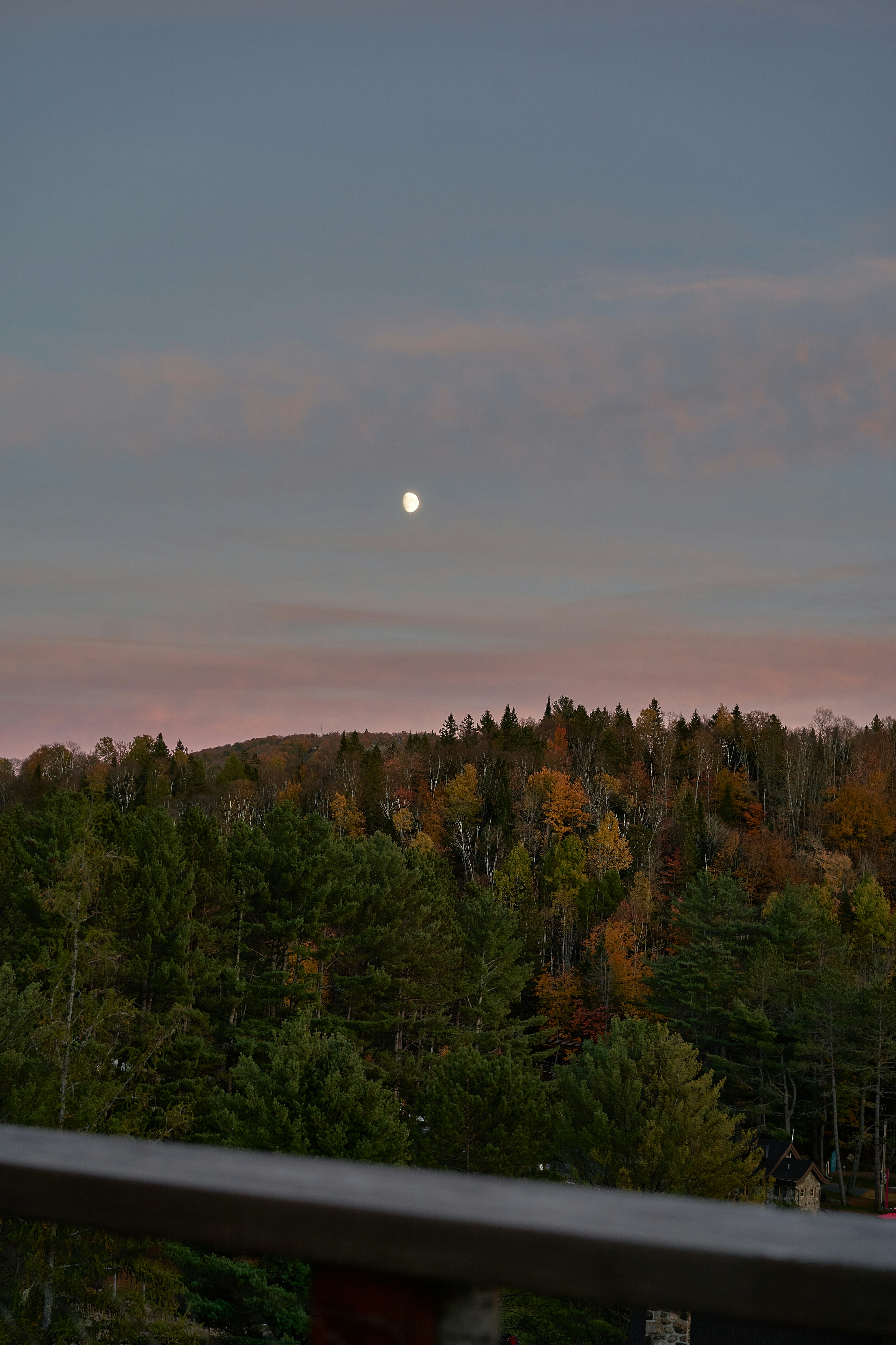 A full moon is seen in the sky over a forest photo – Free Forest Image ...