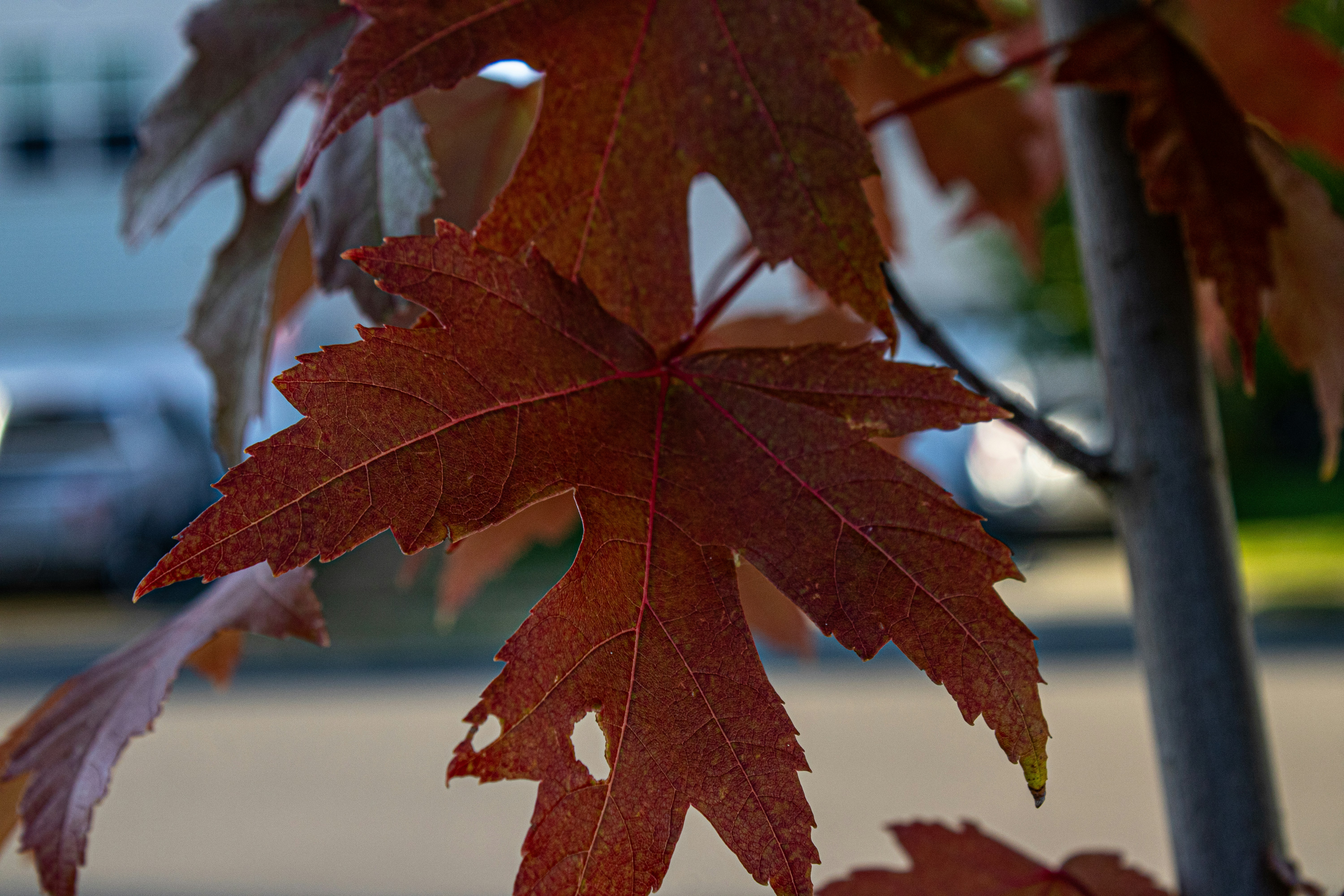 Crimson Maple in Sharp Focus Amid Urban Blur