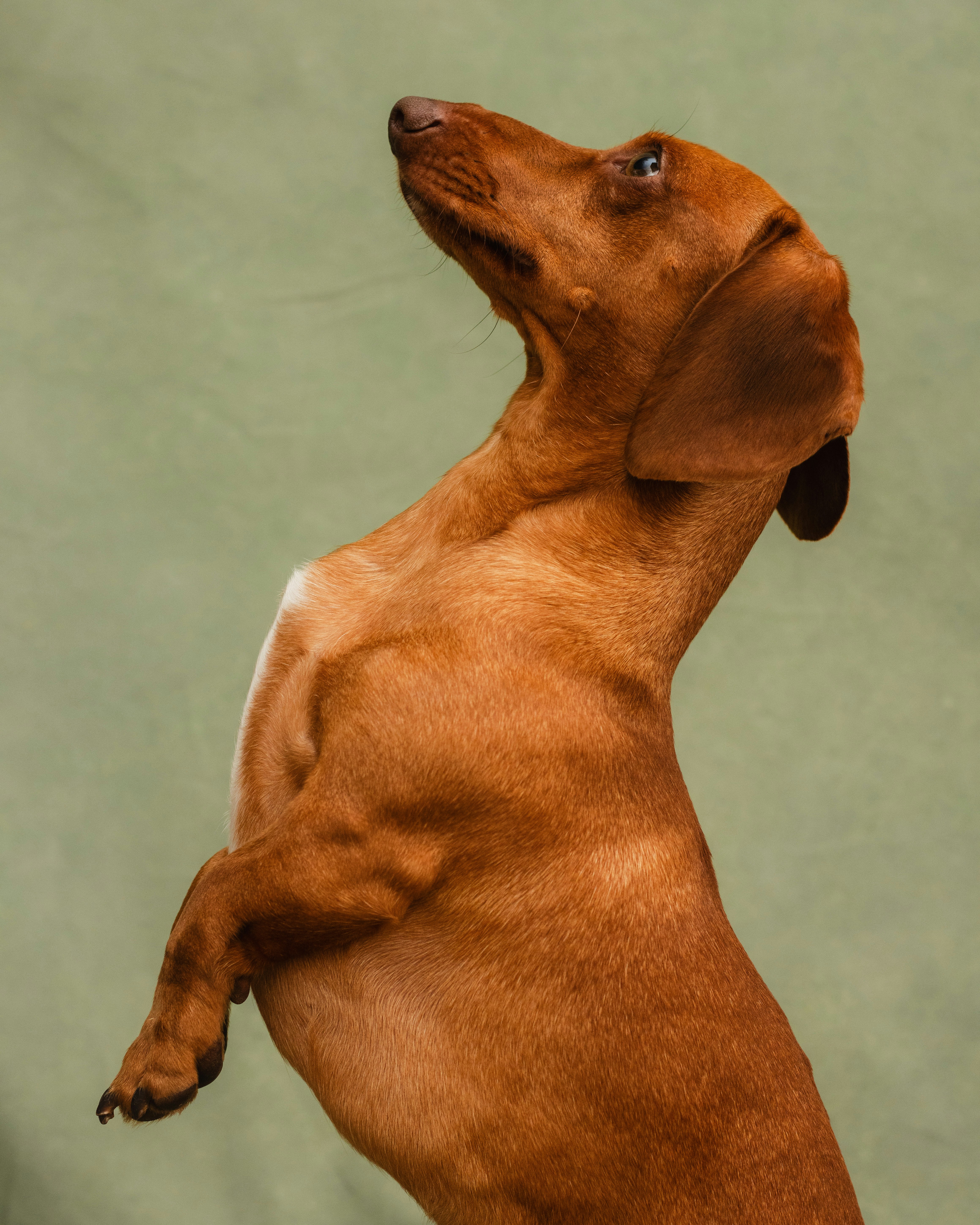 Weiner Dog Pictures | Download Free Images on Unsplash