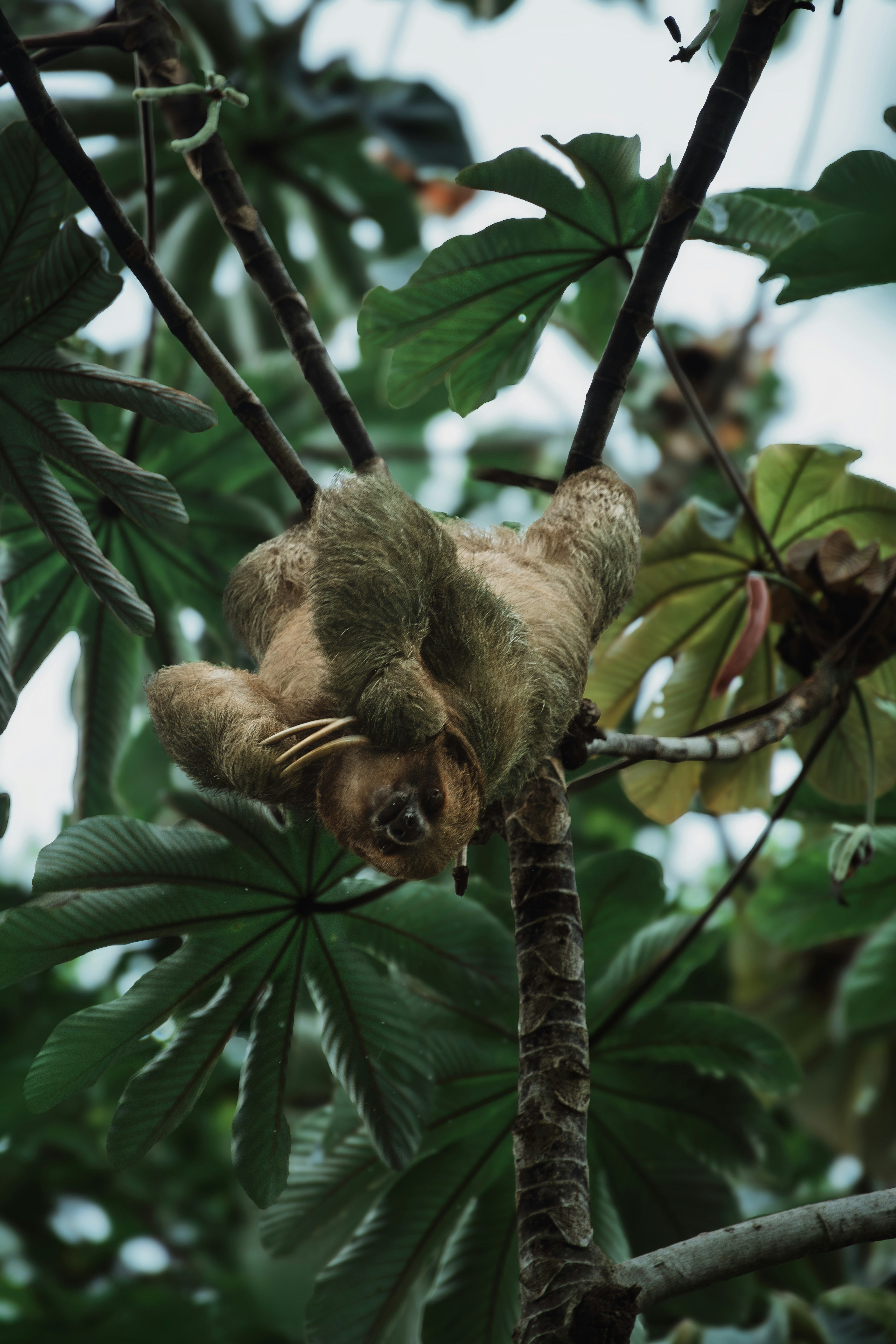 A sloth hanging upside down on a tree branch photo – Free Costa rica ...