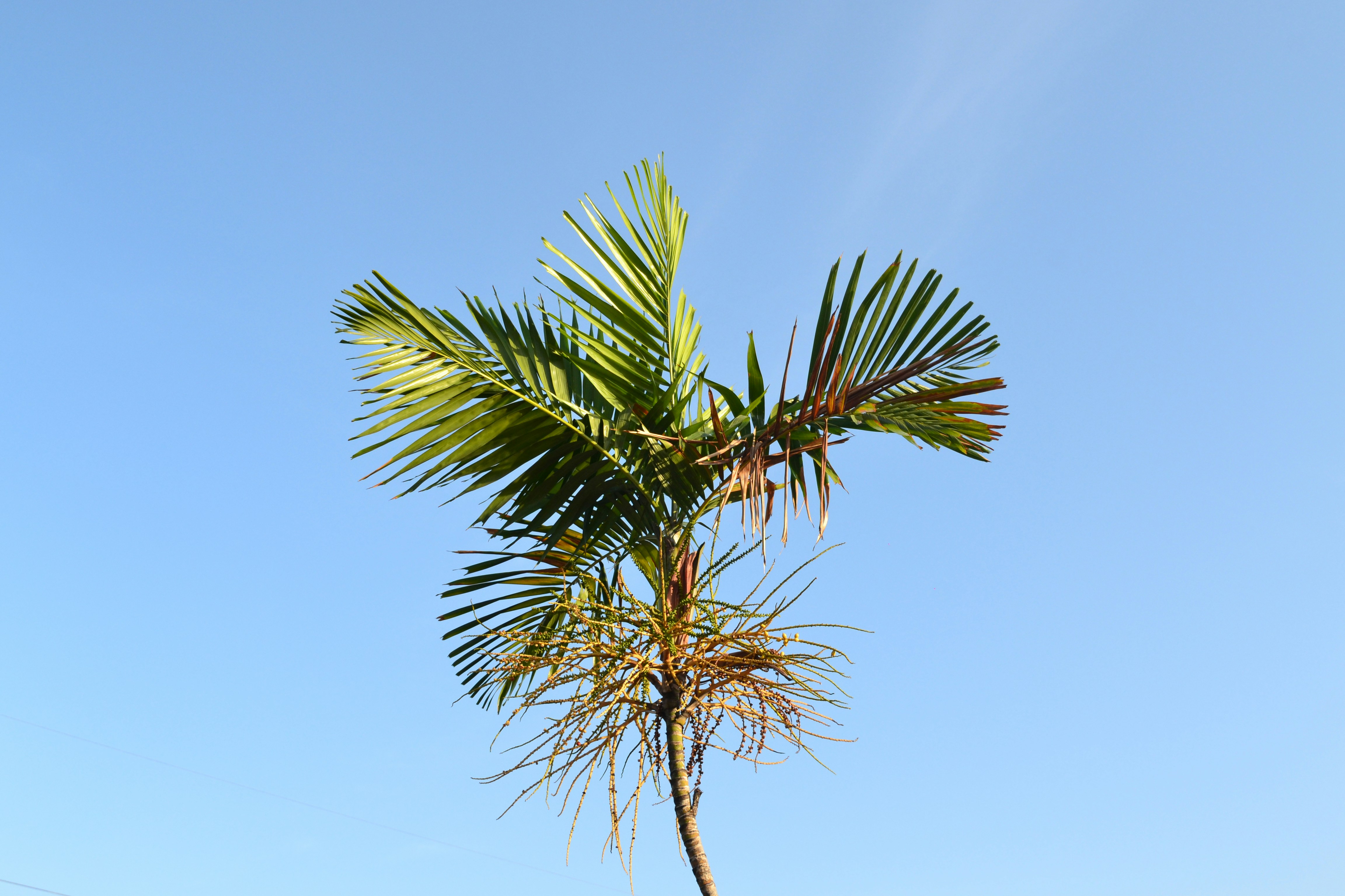 A palm tree in the middle of a beach