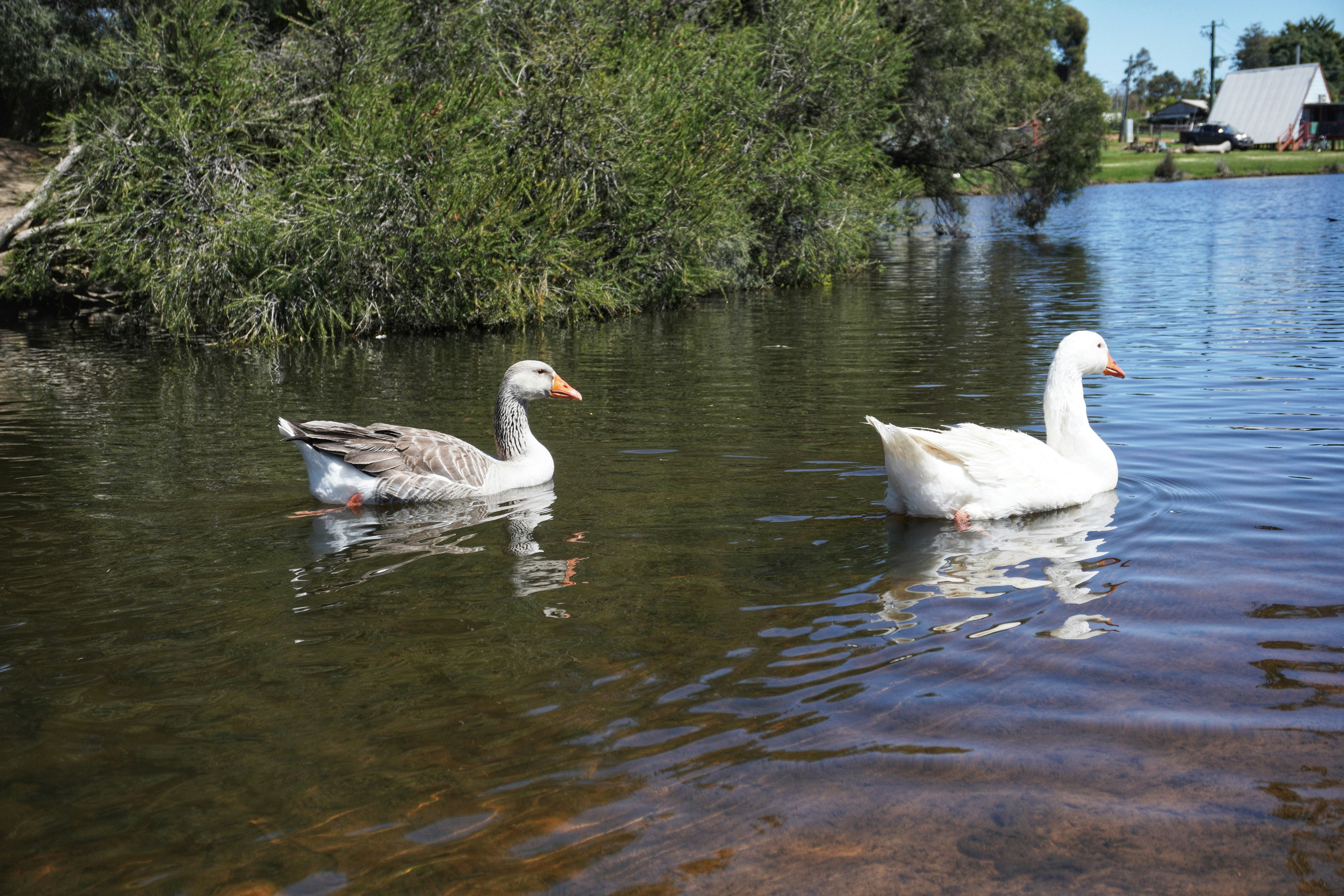 Pair of Geese Glide Across a Quiet Riverside