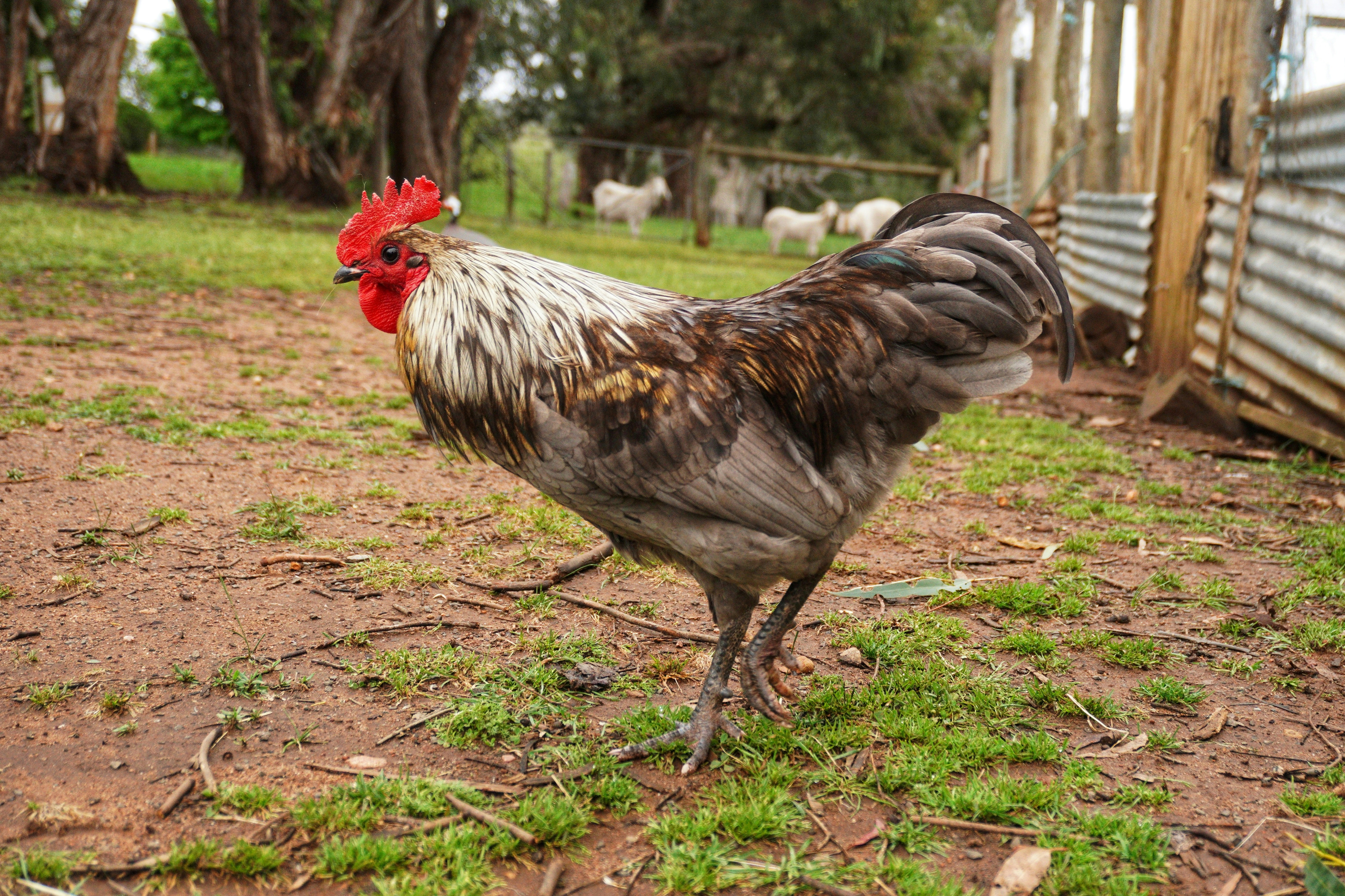 Grounded Majesty: A Rooster Stalks a Corrugated Farmyard
