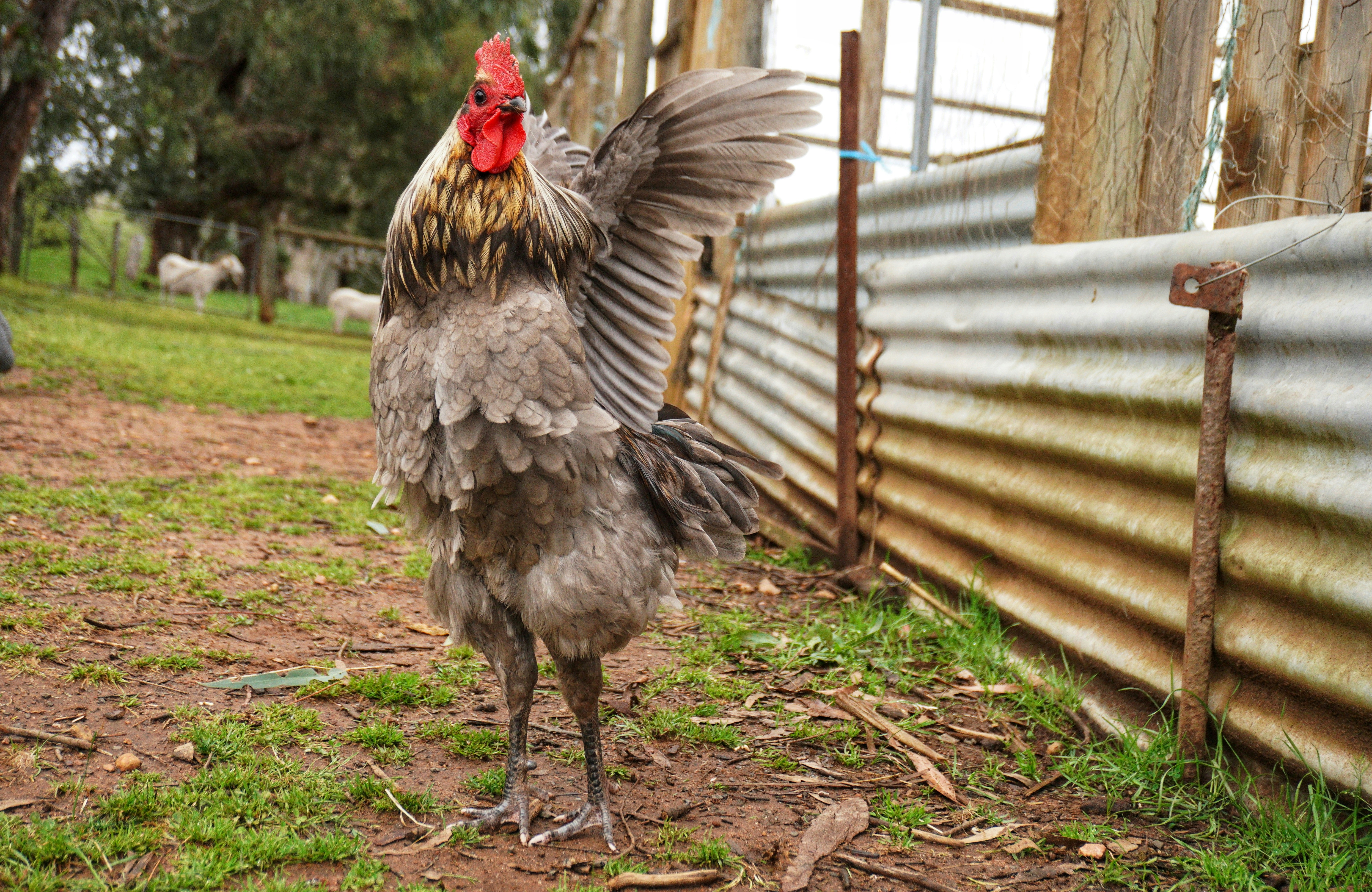 Tail of the Rooster: A Curious Coop Moment