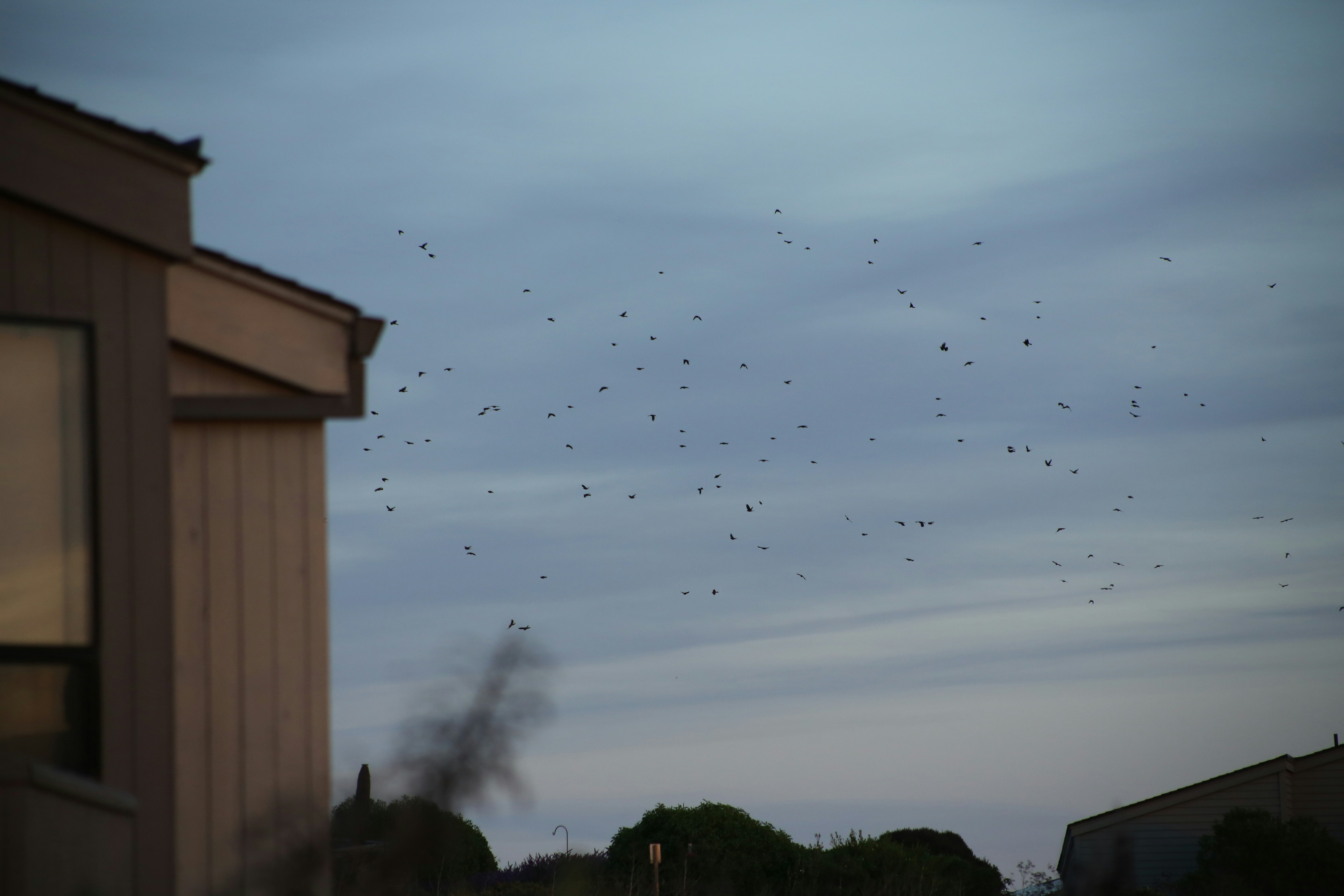 Birds in Flight Over Suburban Rooftops at Dusk