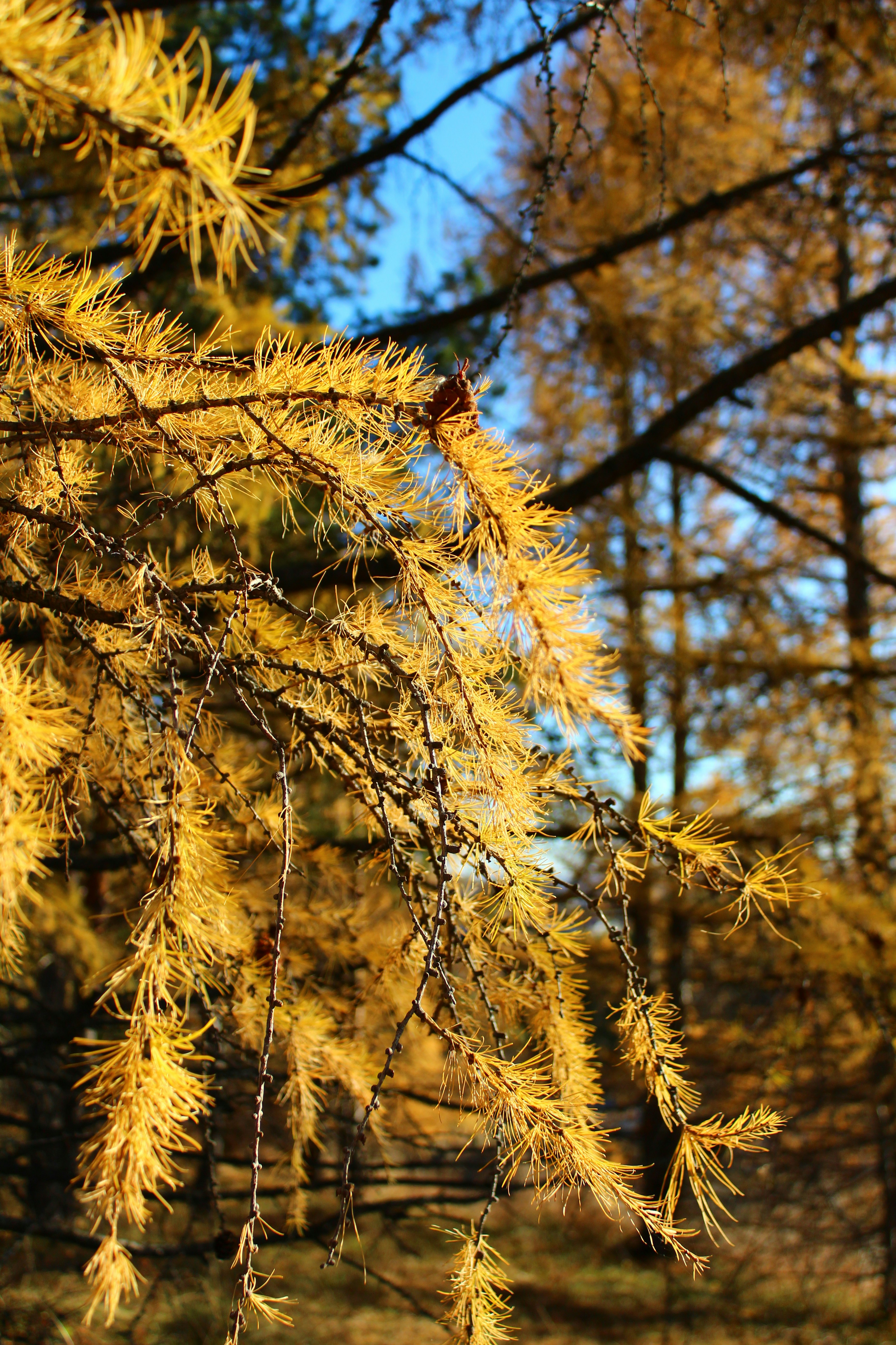Sunlit Larch Fronds: Golden Threads Against a Clear Blue Sky