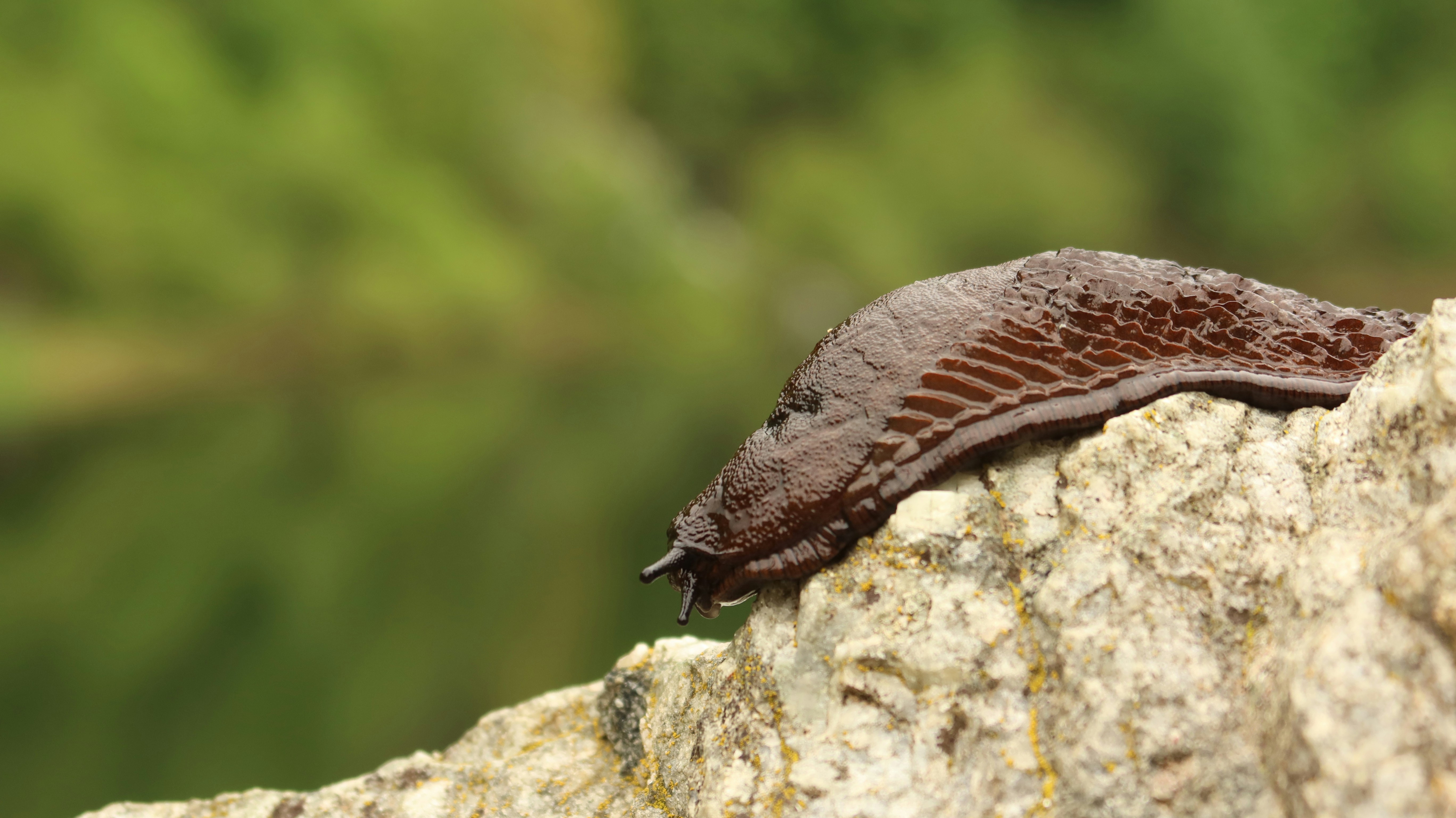 Riverbank Wanderer: a brown slug traverses a sunlit rock