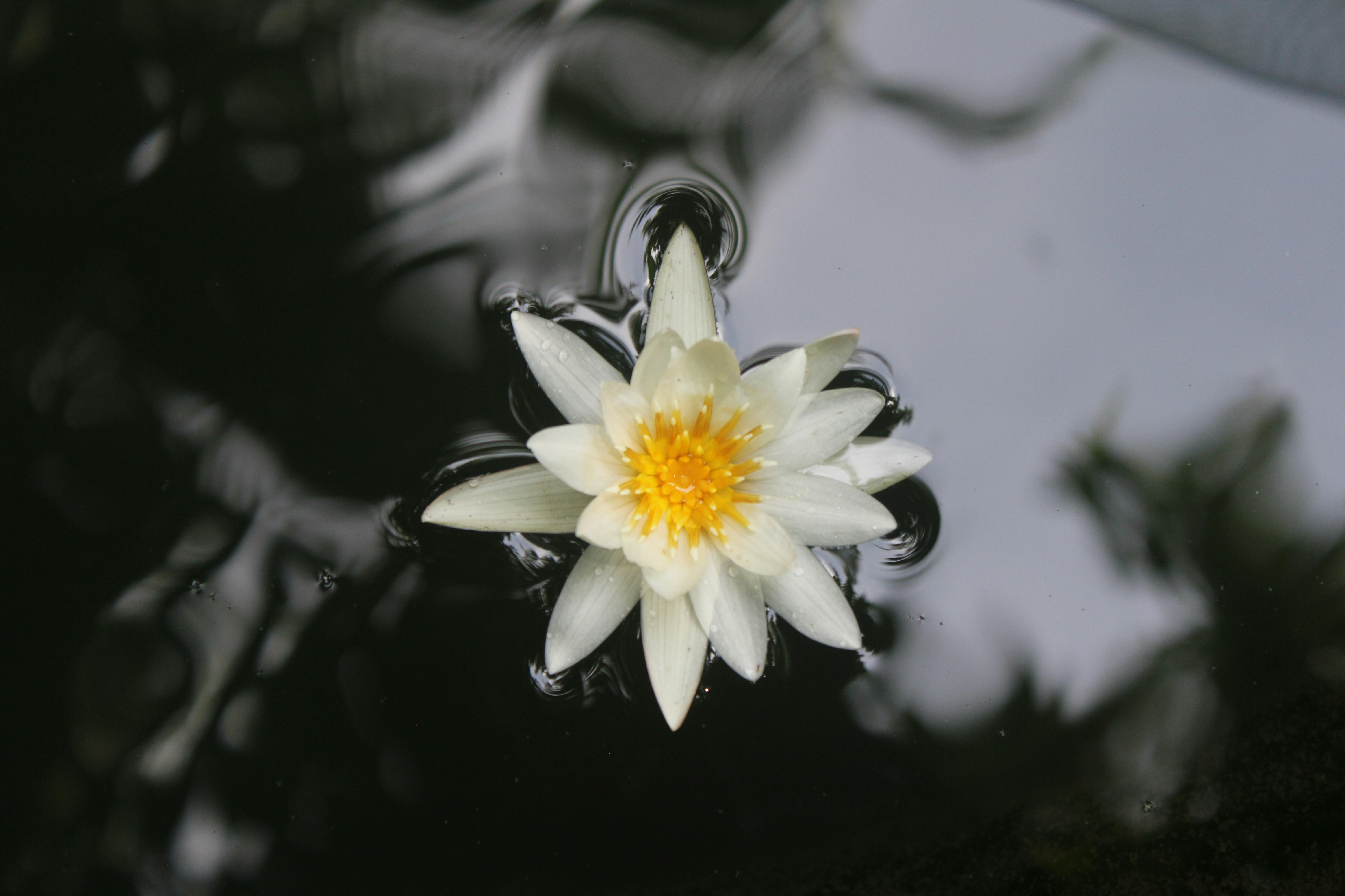 Photo by Febin Varghese P with Canon EOS 2000D