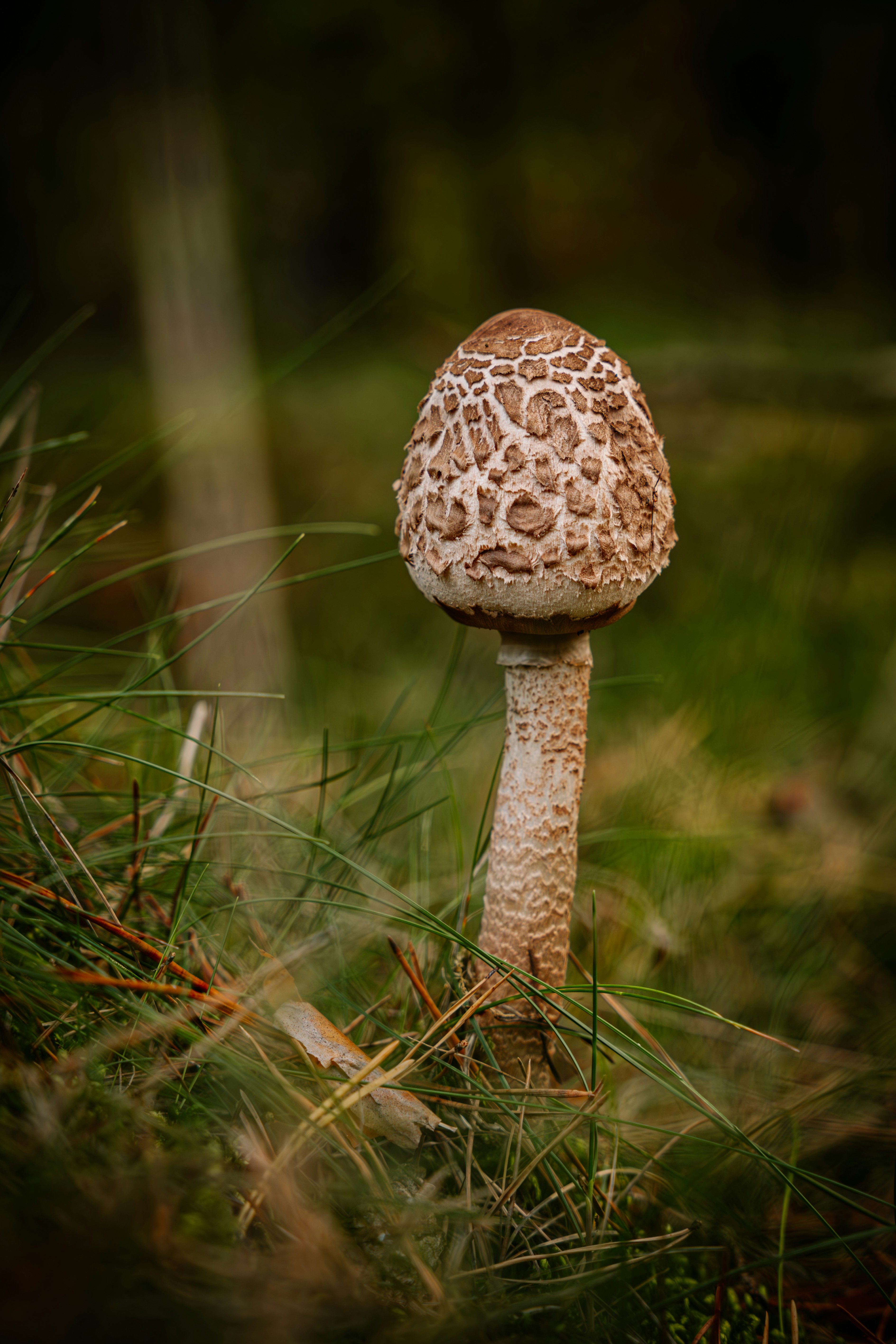 Forest Sentinel: a lone shaggy-cap mushroom rising through a mossy forest floor