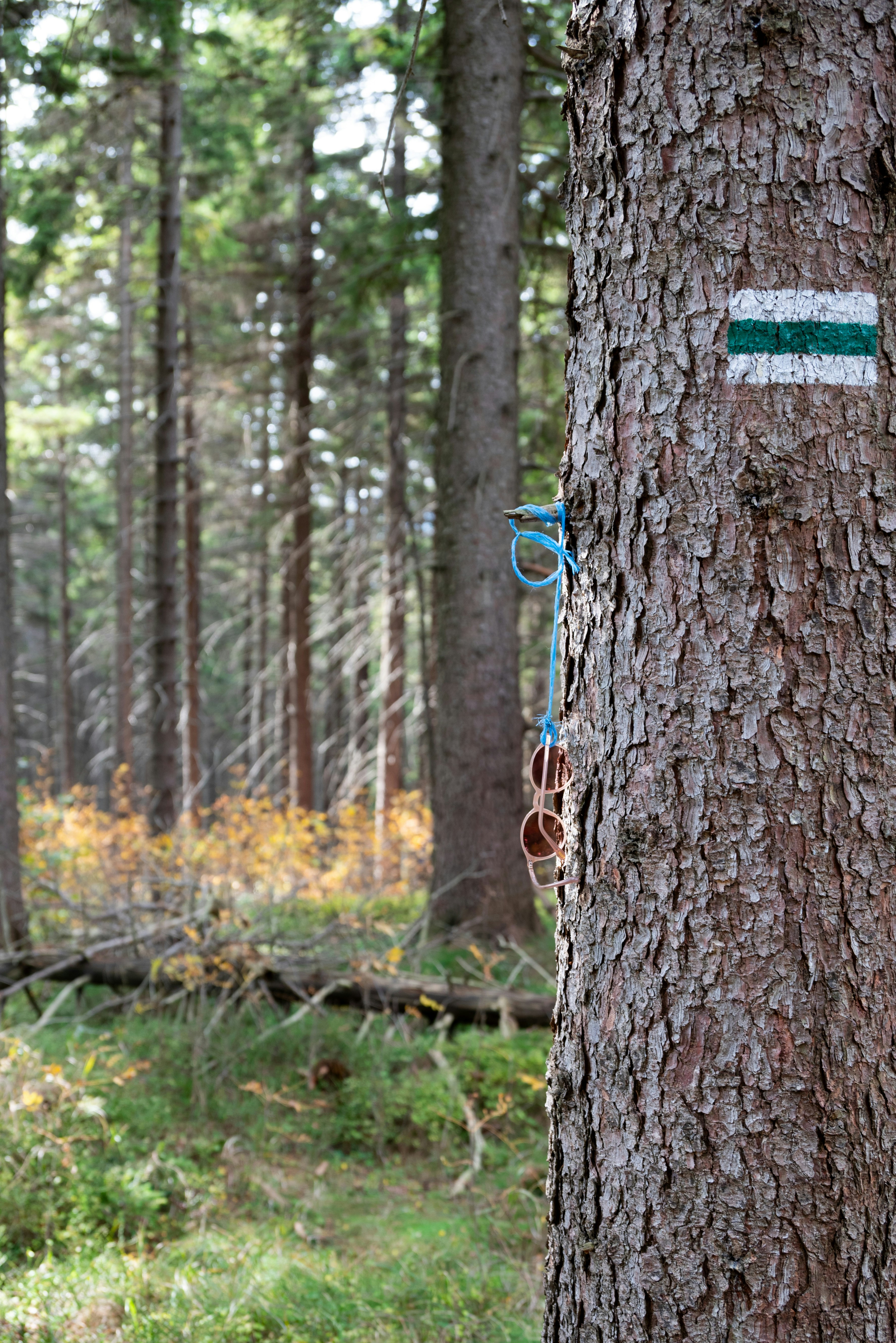 Photo by Mateusz Bajdak with Nikon Z5