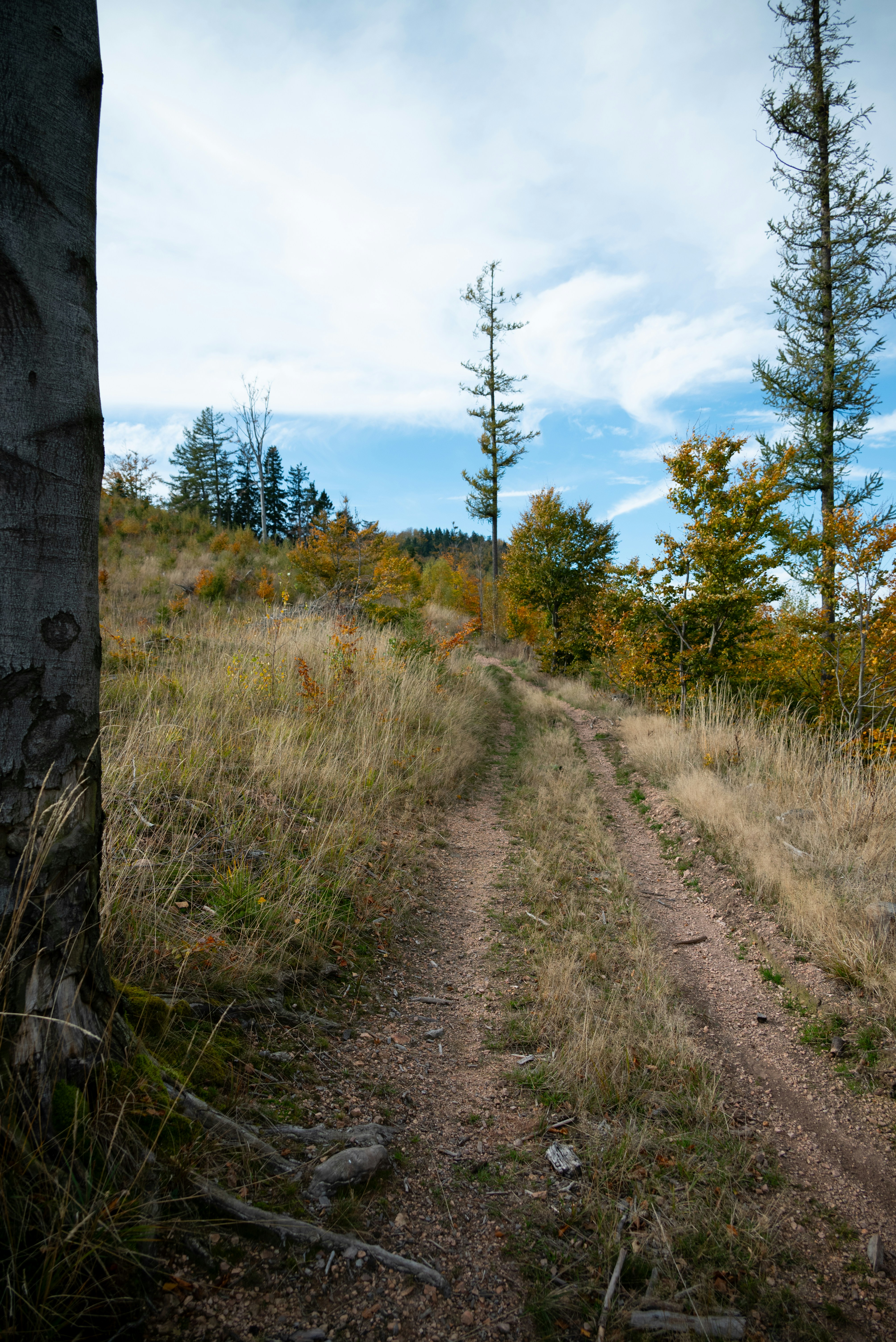 Trail Through Autumn Pines