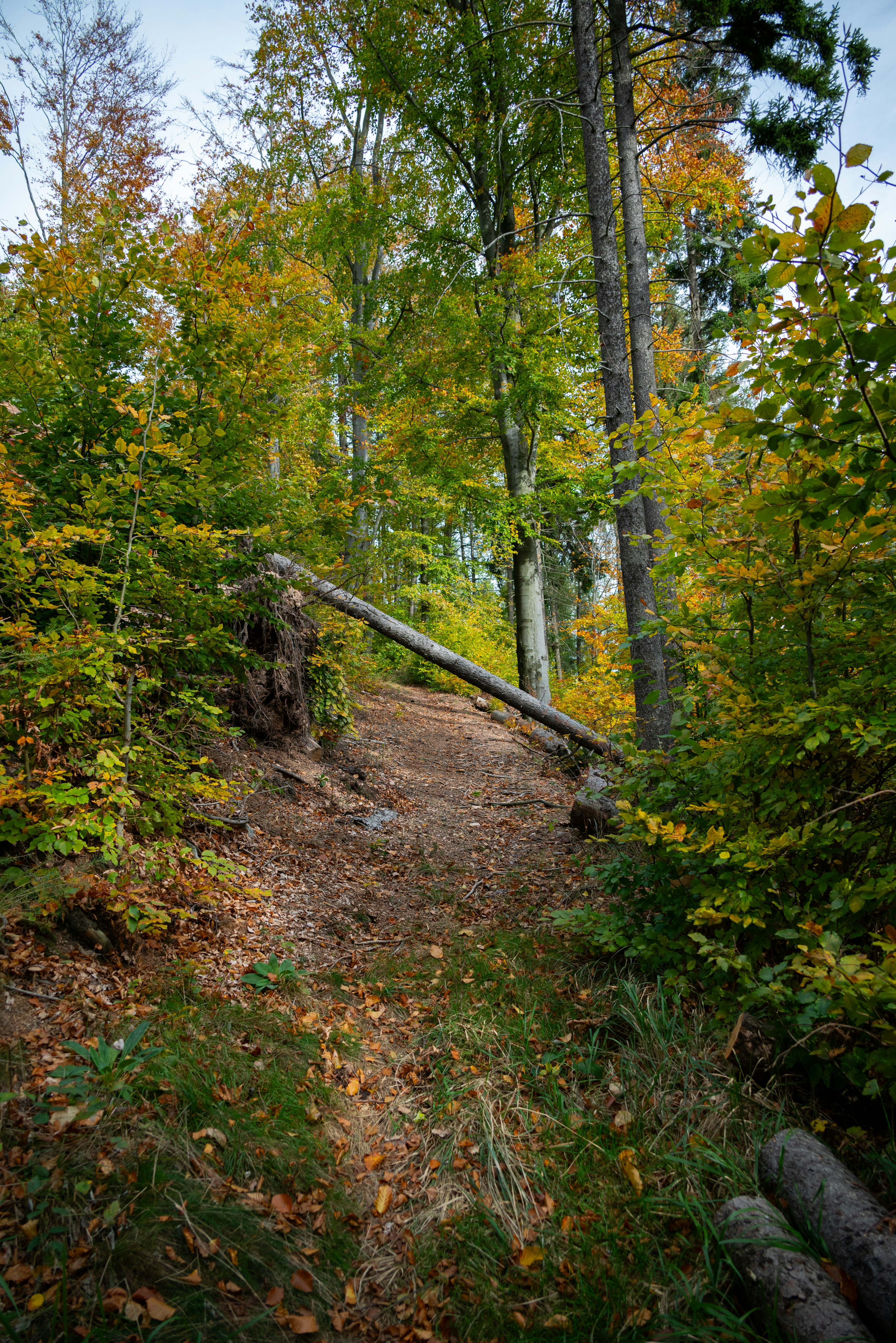 Autumn Trail Gatekeeper: The Fallen Log Across a Quiet Forest Path