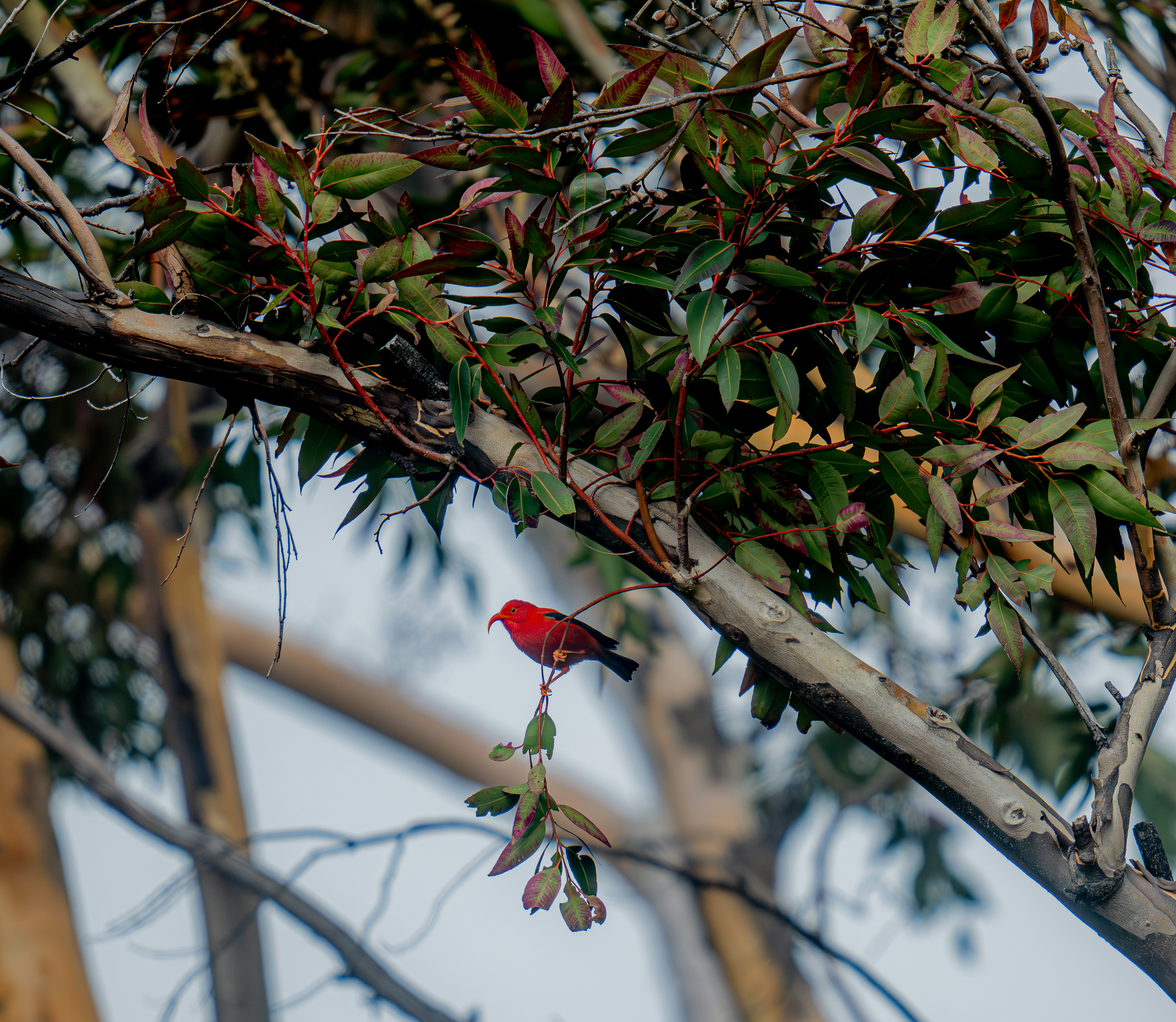 Crimson Cardinal on a Drooping Leaf in Dappled Backyard Shade