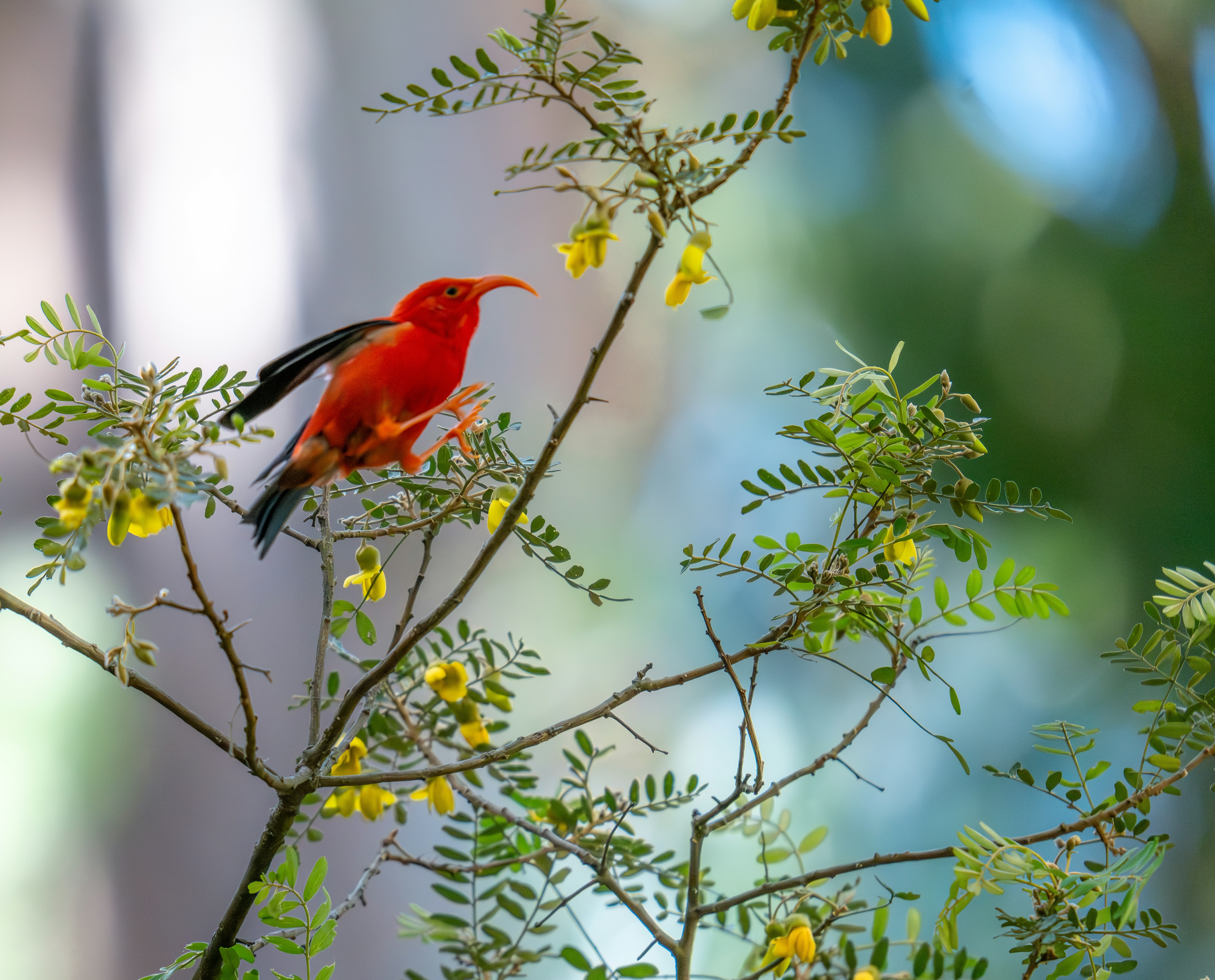 Red Bird Pictures | Download Free Images on Unsplash