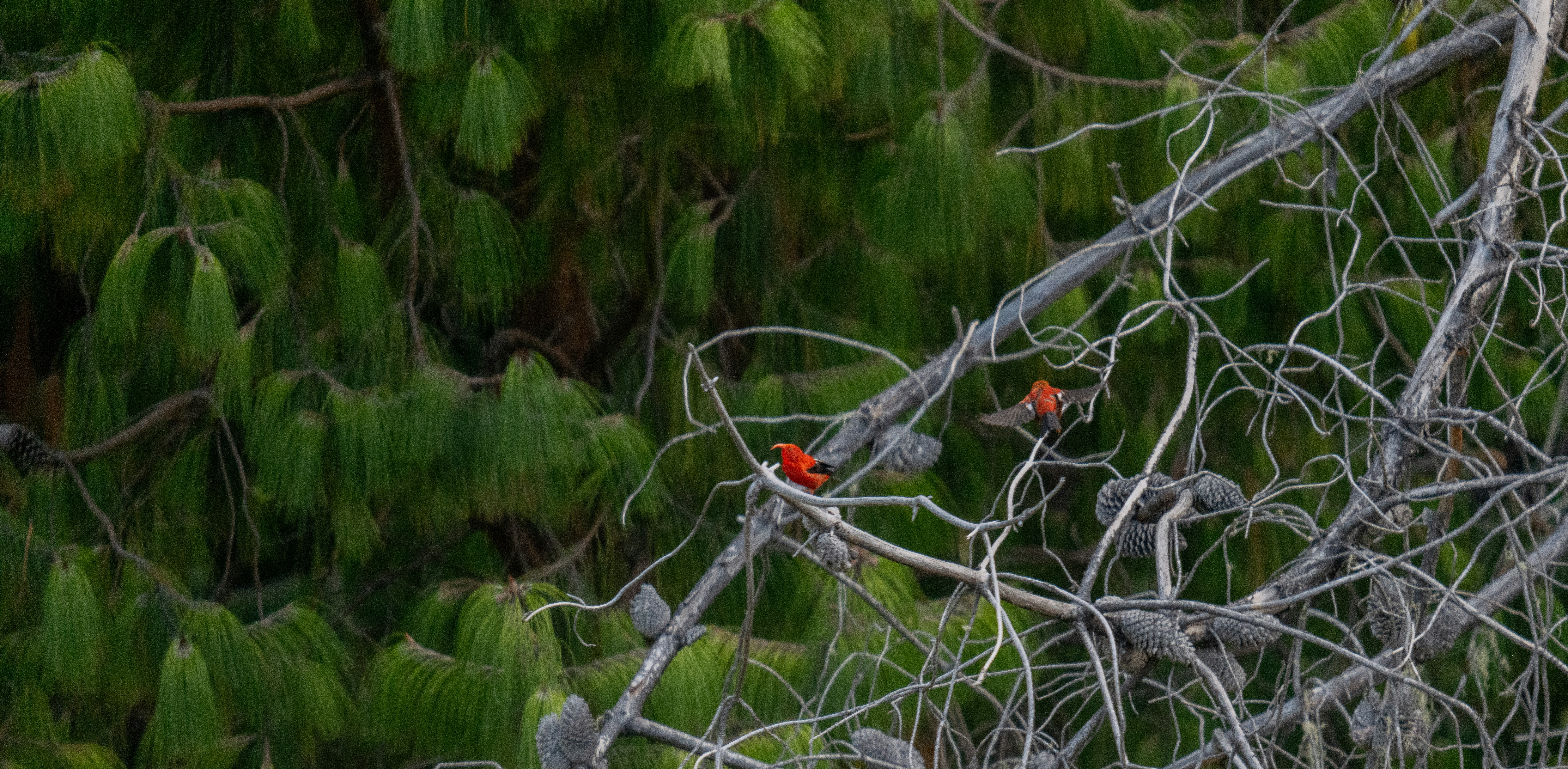 A couple of red birds sitting on top of a tree branch photo – Free Red ...