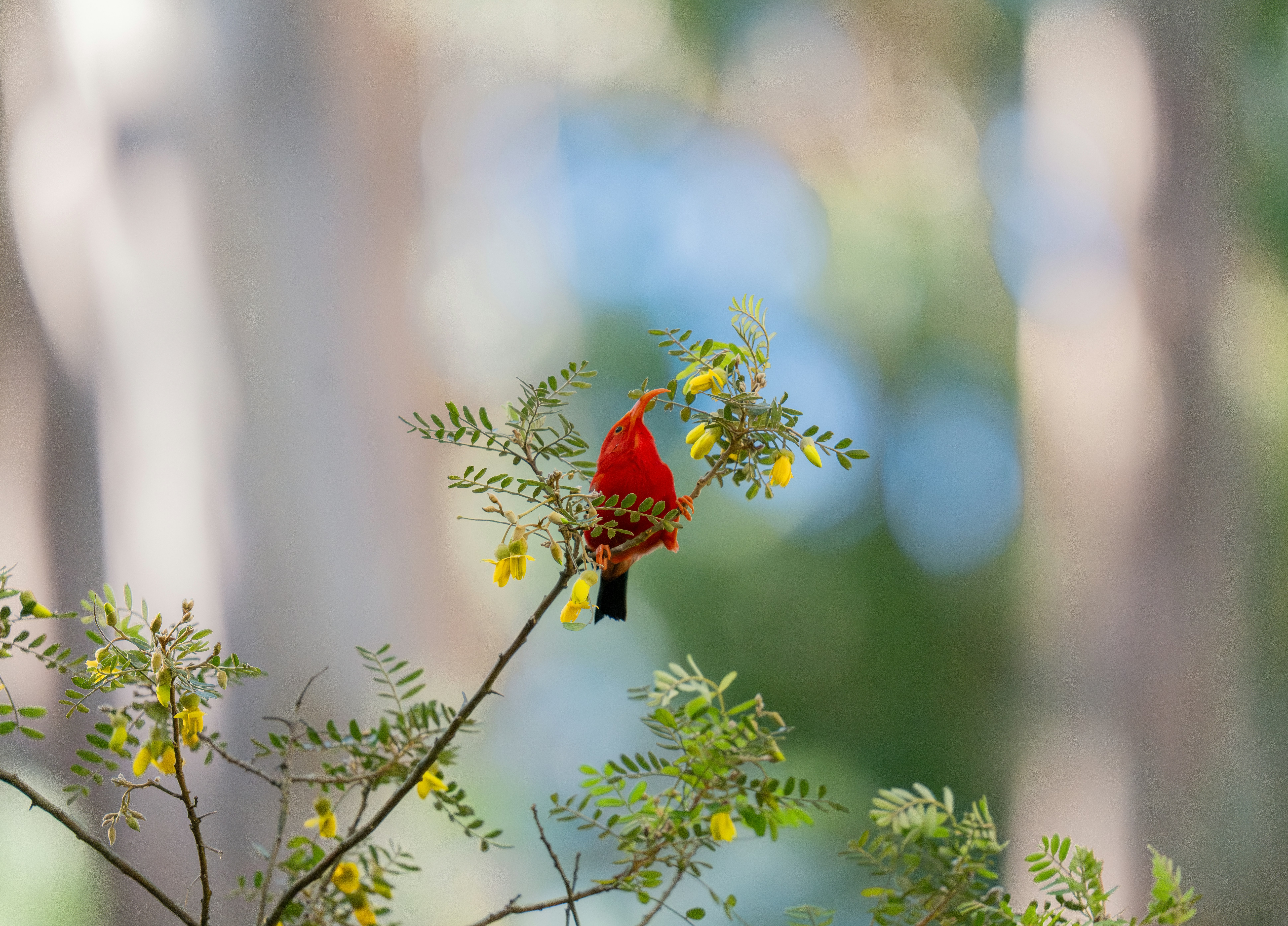 A red bird sitting on top of a tree branch photo – Free Maui Image on ...