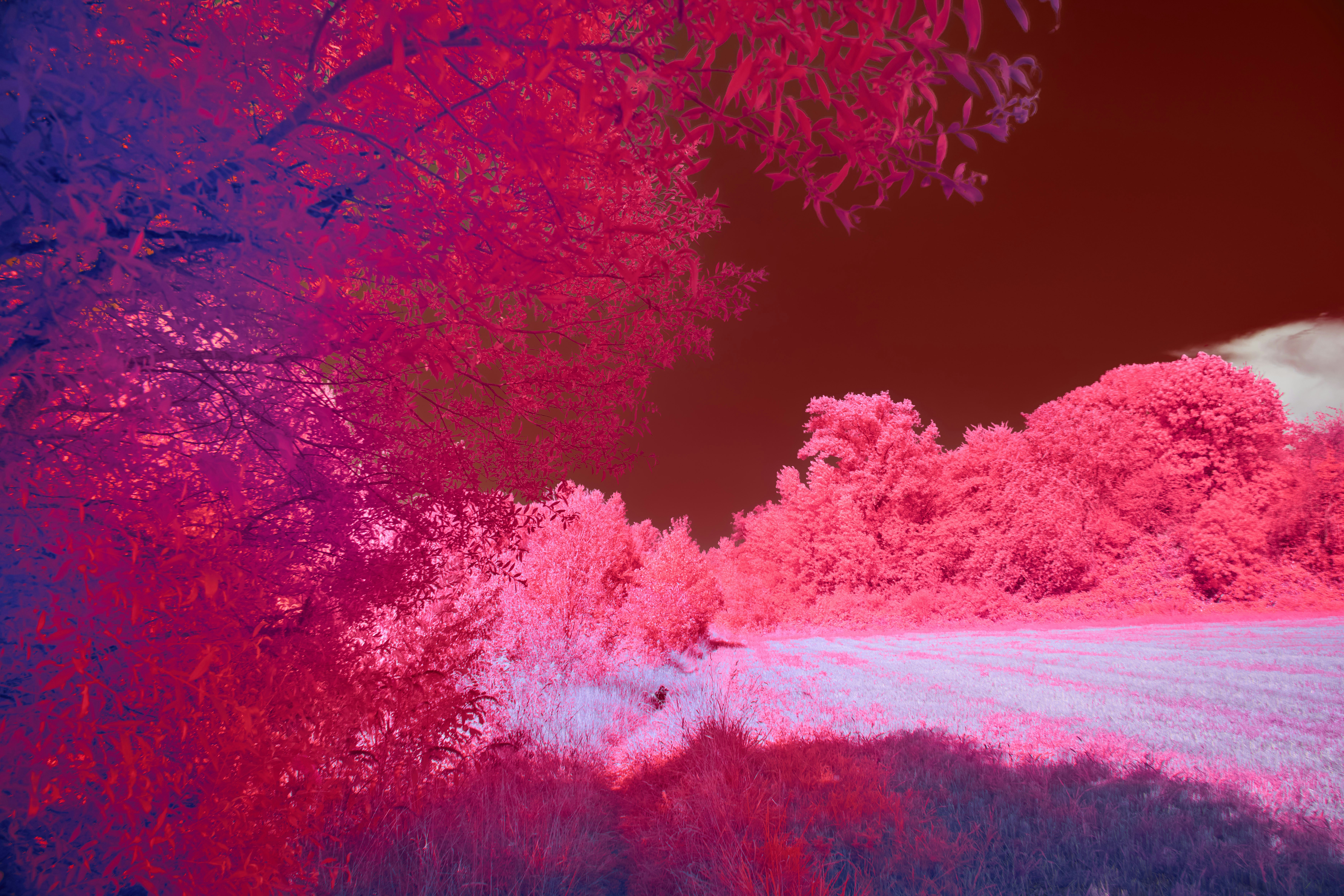 A infrared image of trees in a field photo – Free Nature Image on Unsplash