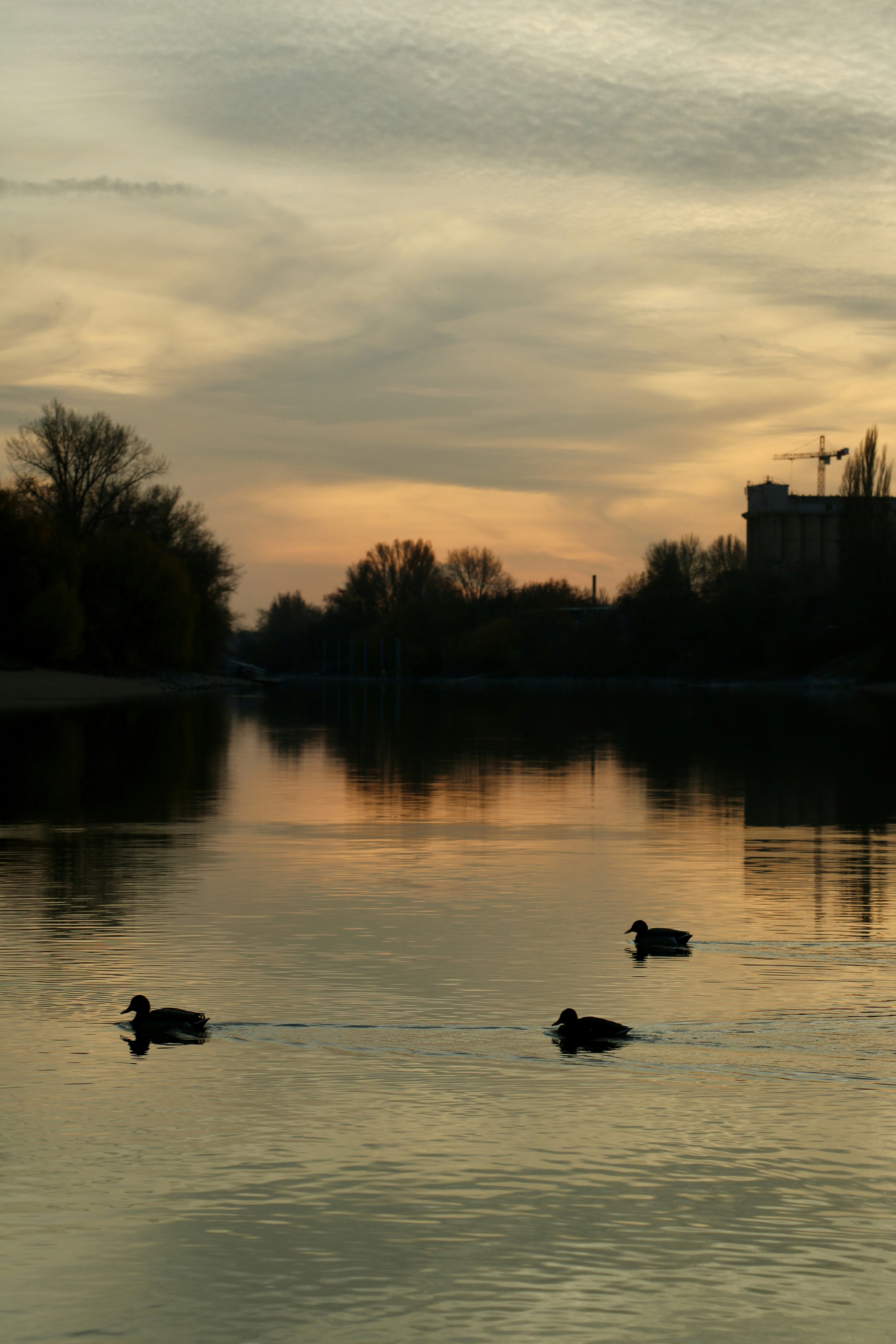 Dusk over the River: Trio of Ducks on a Quiet Waterway
