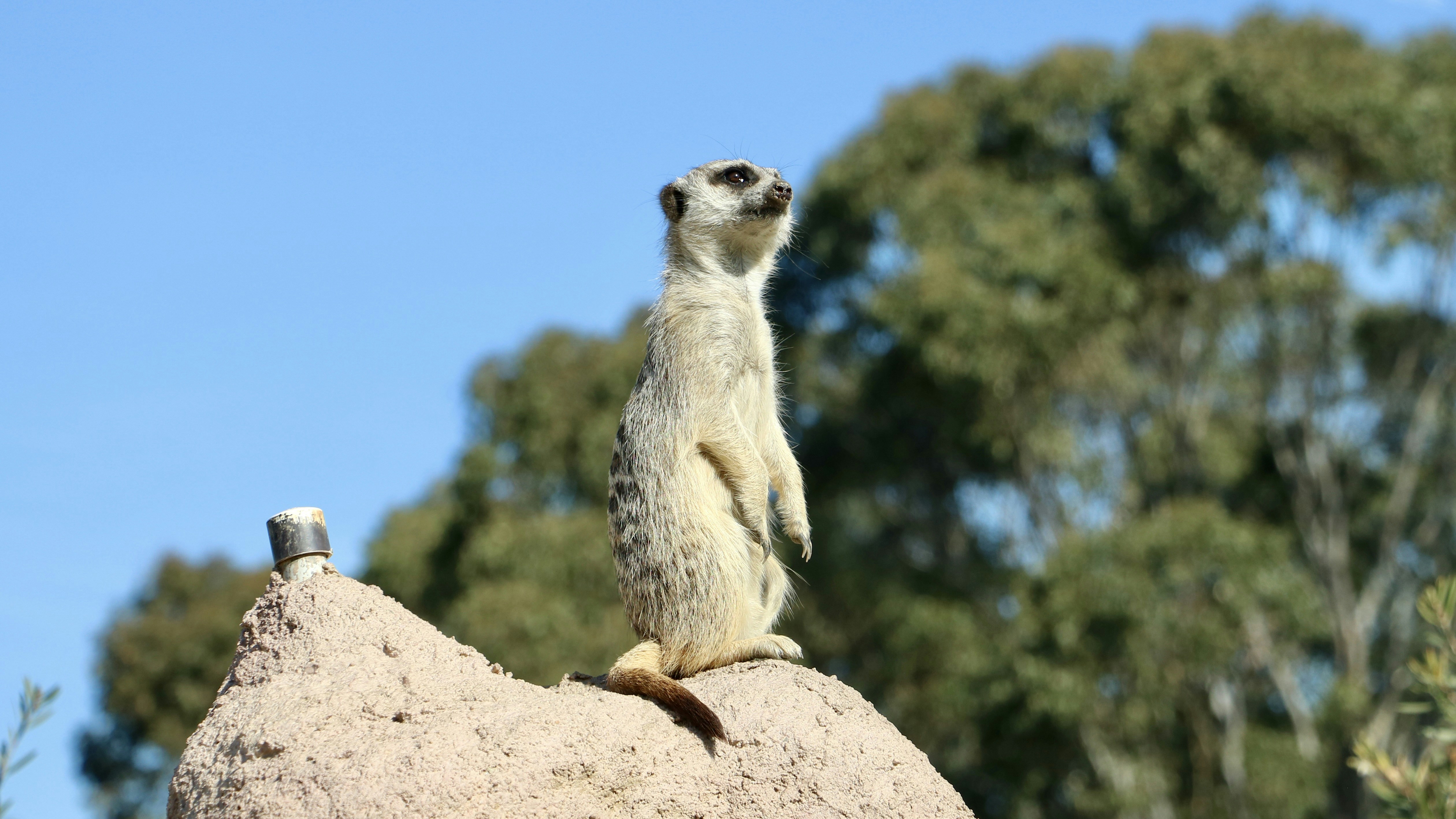 Upright Sentinel on a Sunlit Mound