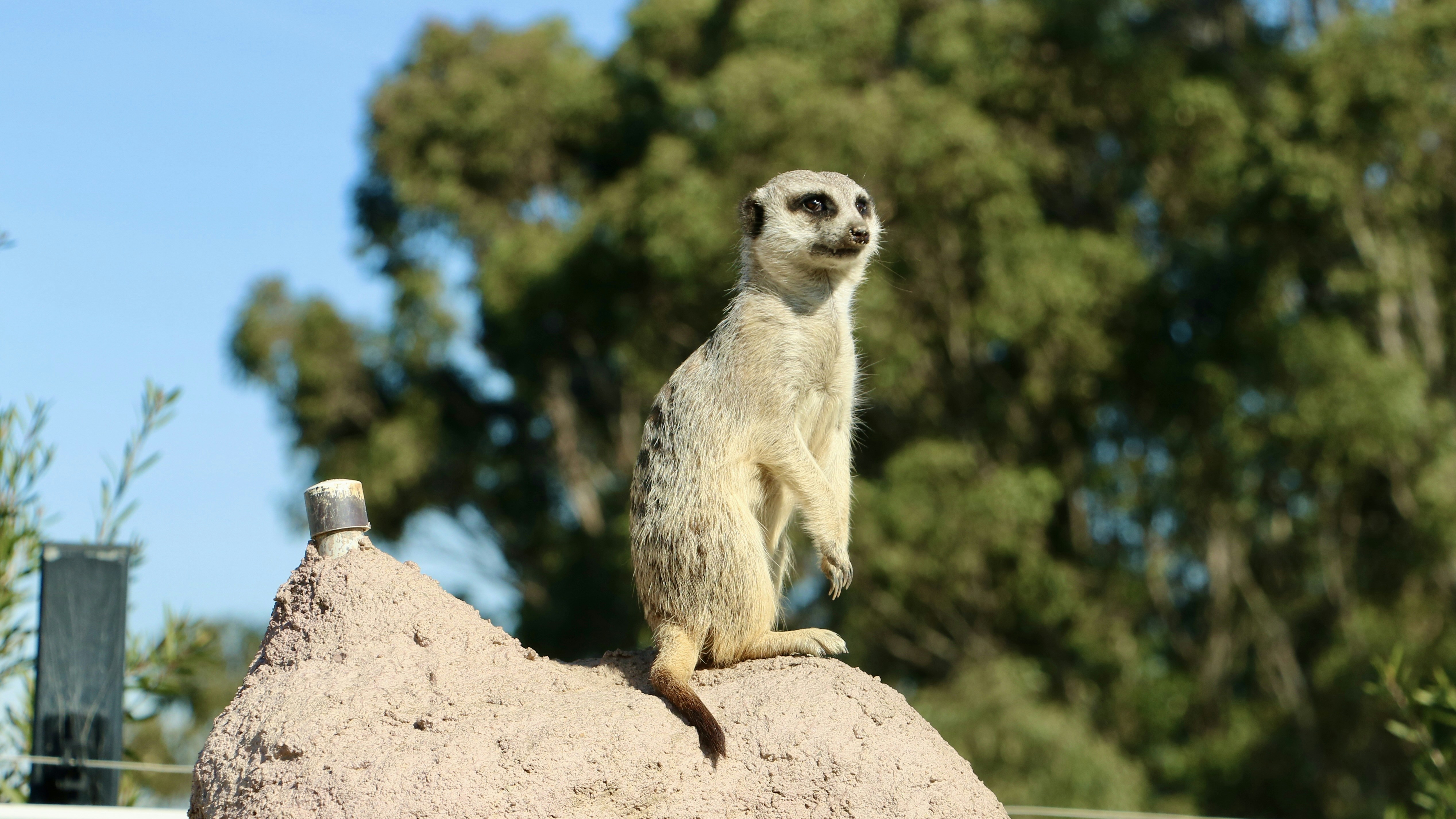 Meerkat Sentinel perched atop sunlit mound with curious gaze