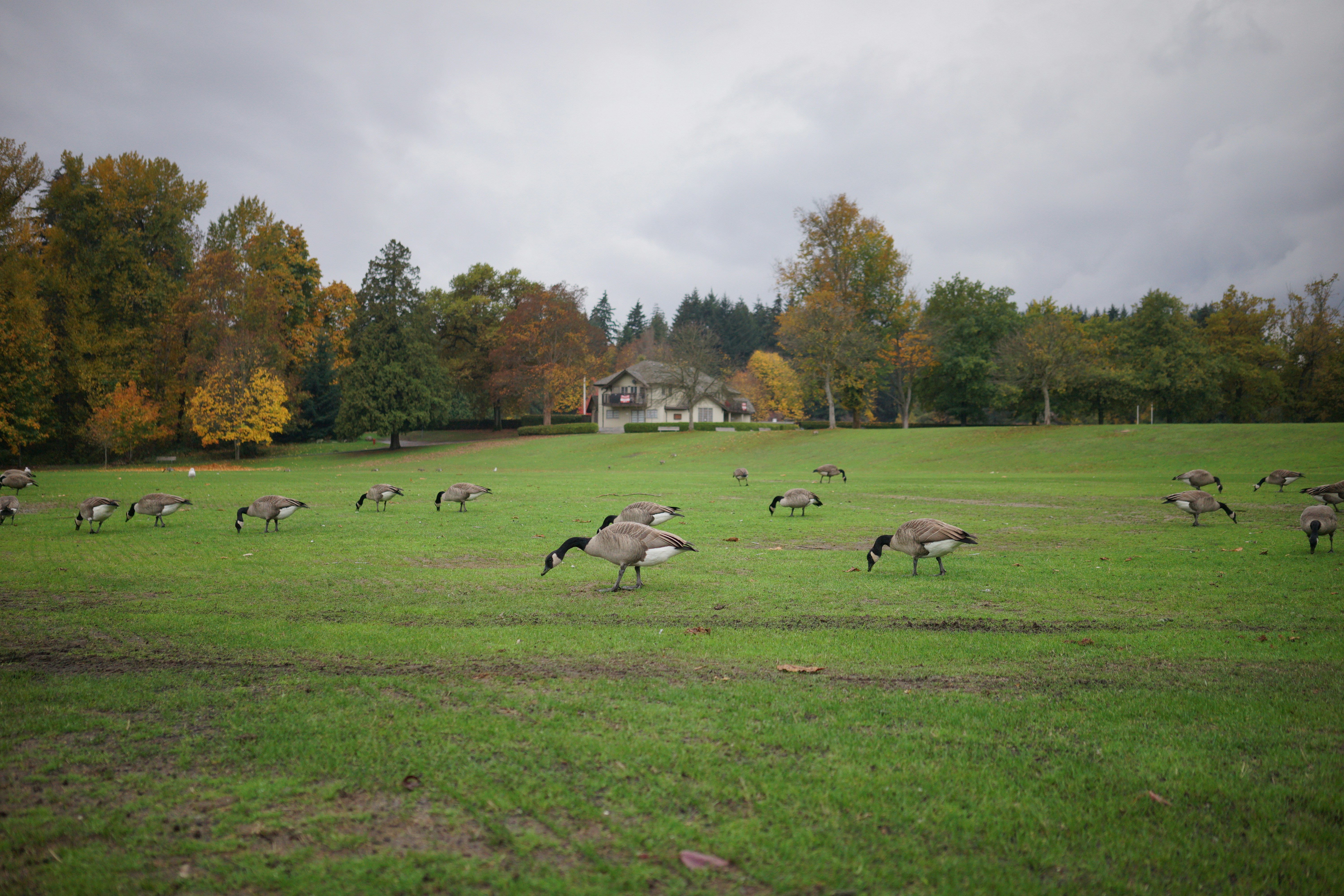 A group of birds standing on top of a lush green field photo – Free ...