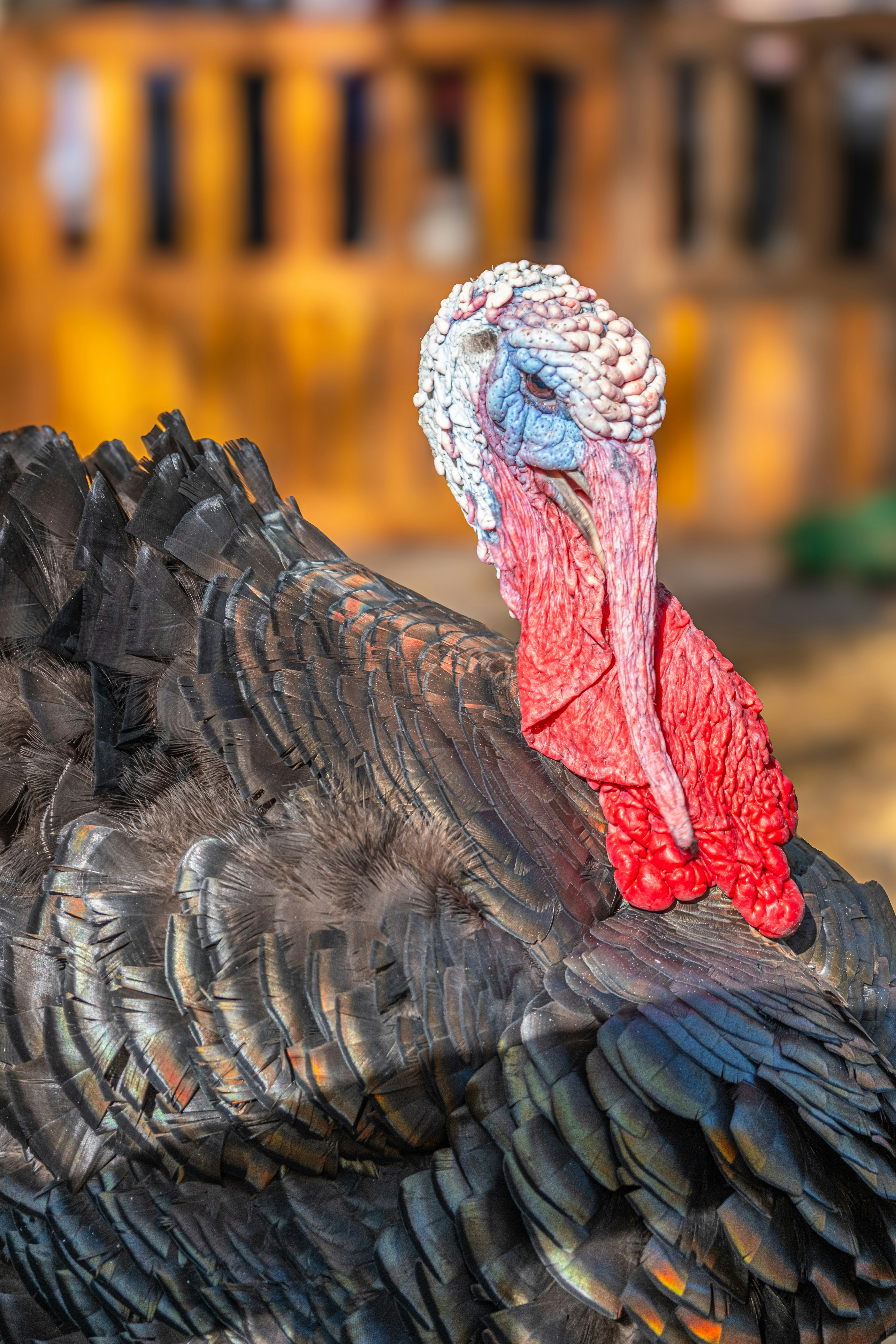 A close up of a turkey with a blurry background photo – Free Fowl Image ...