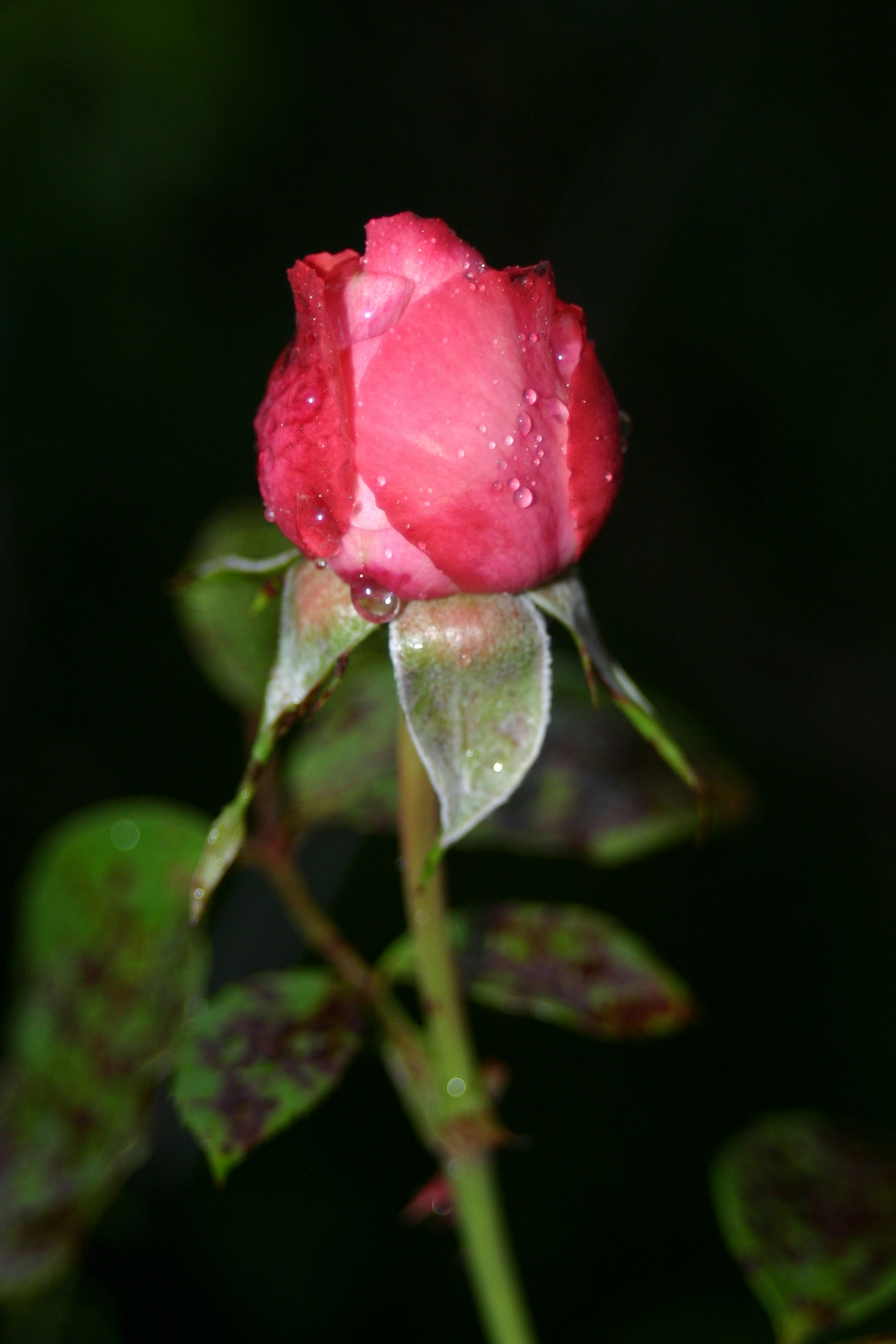 Dew-Kissed Pink Rosebud Against Velvet Darkness