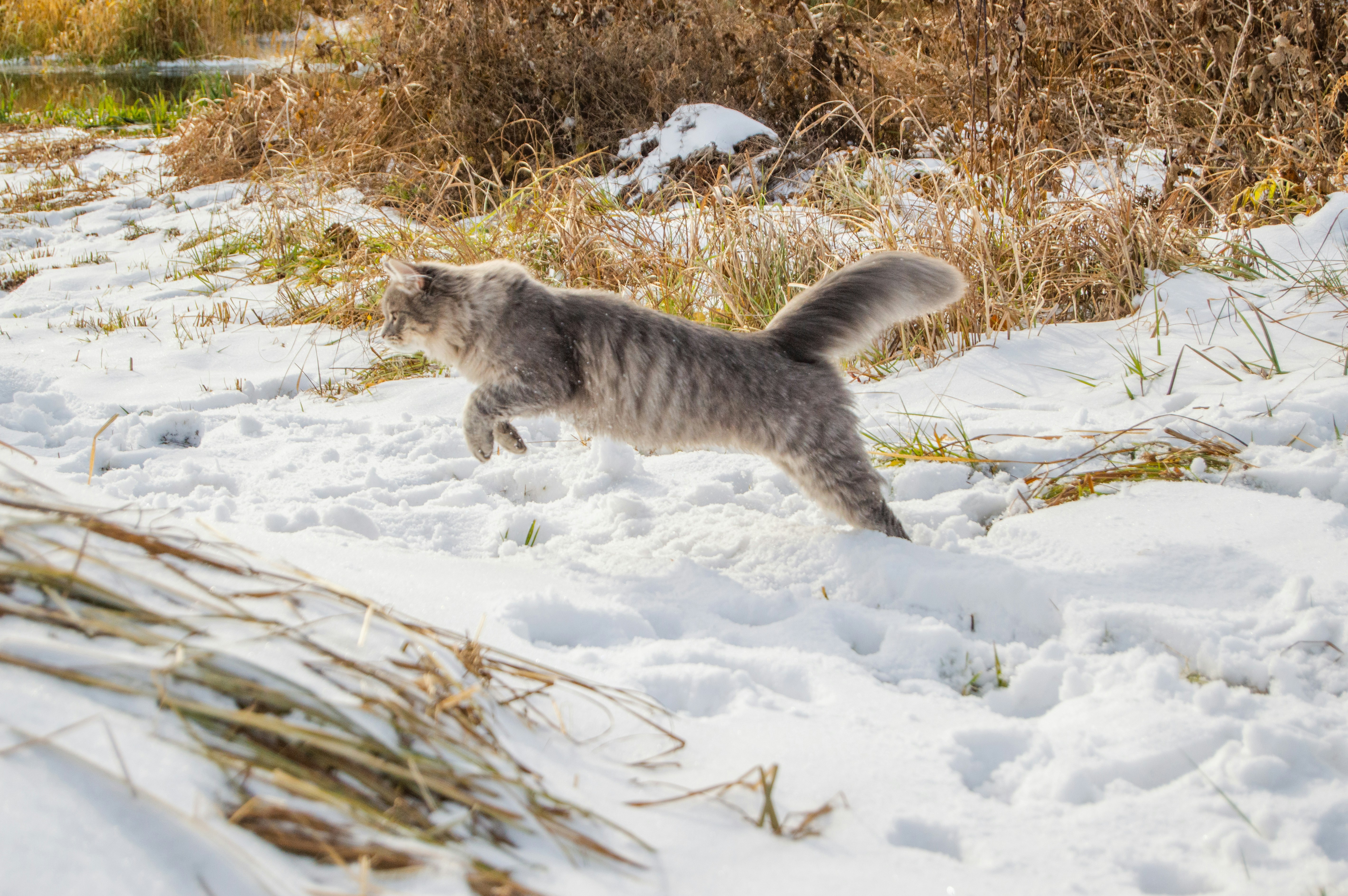 A cat walking through the snow in a field photo – Free Cat Image on ...
