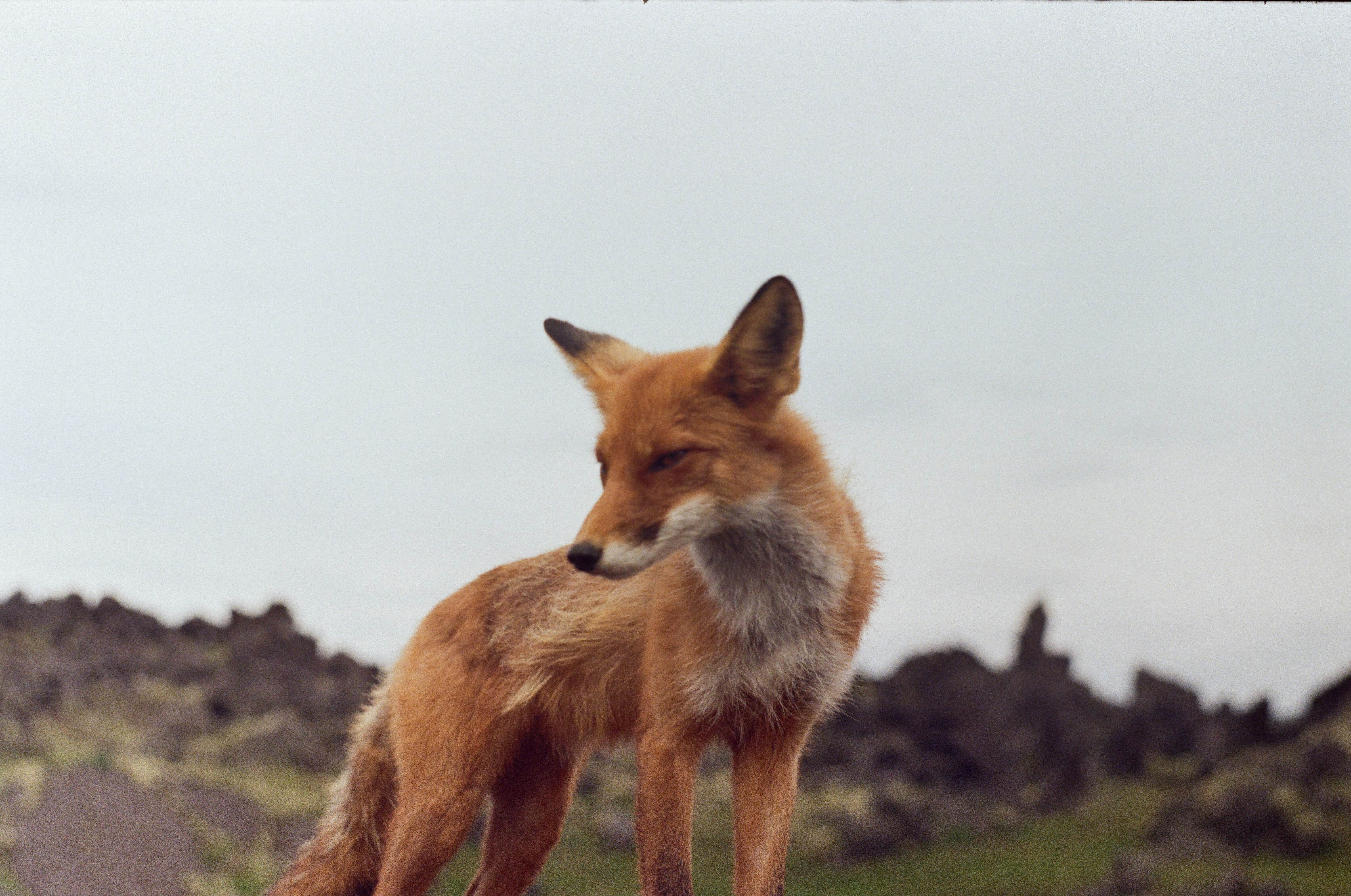 A red fox standing on top of a grass covered field photo – Free Film ...