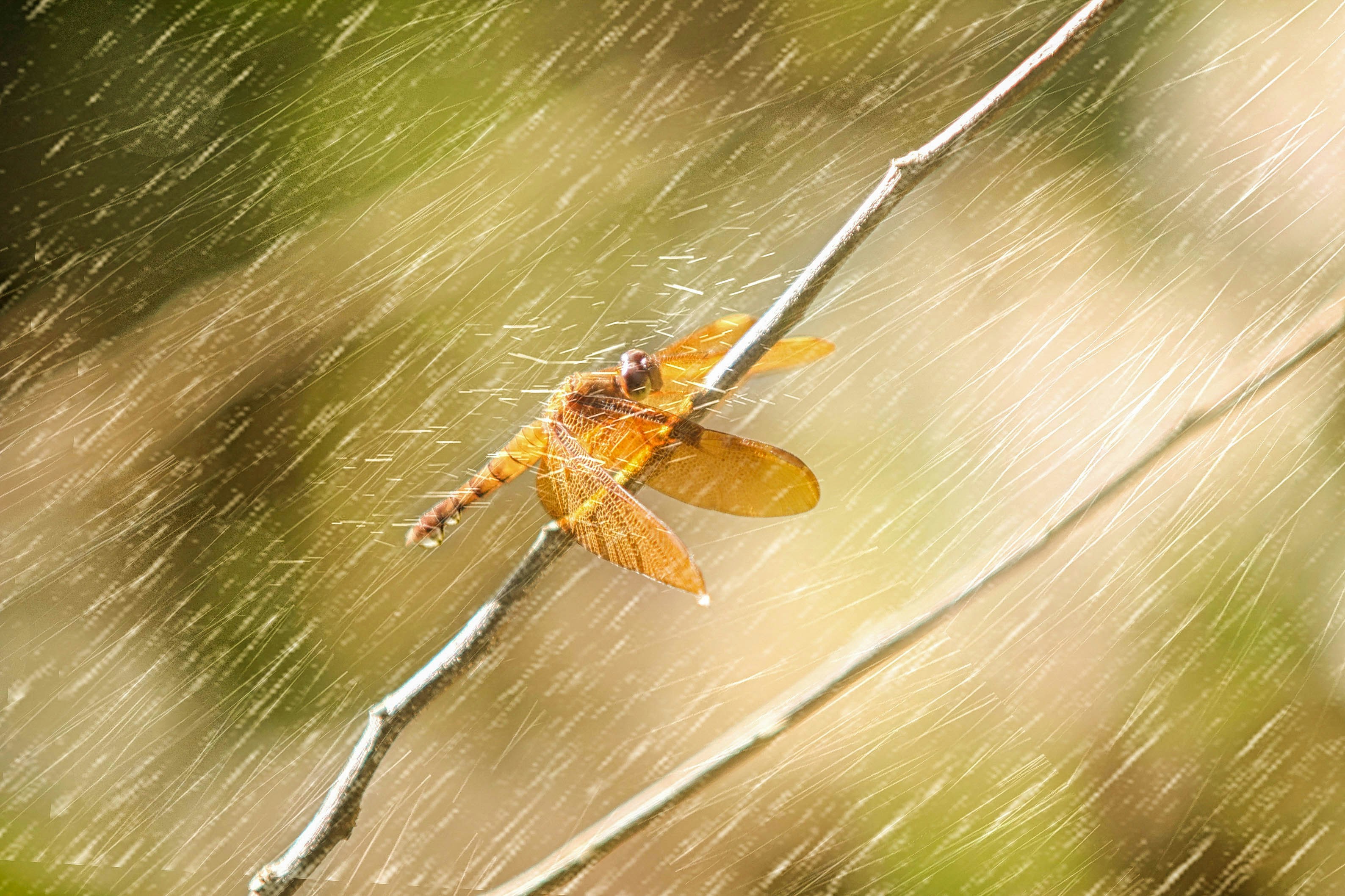 Un insecte jaune posé au sommet d’une branche d’arbre photo – Image ...