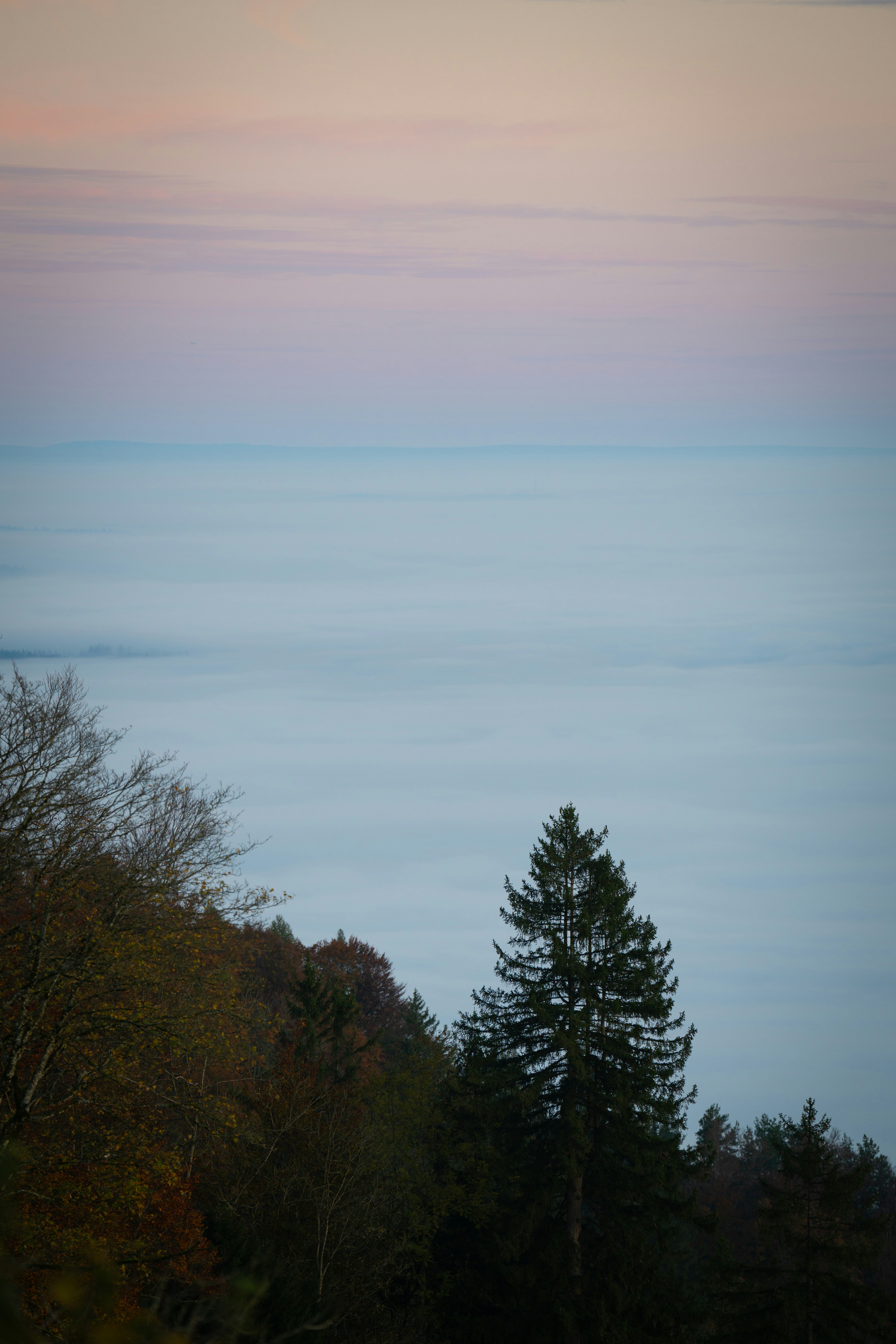 Dawn Terrace: Trees against a misty valley horizon