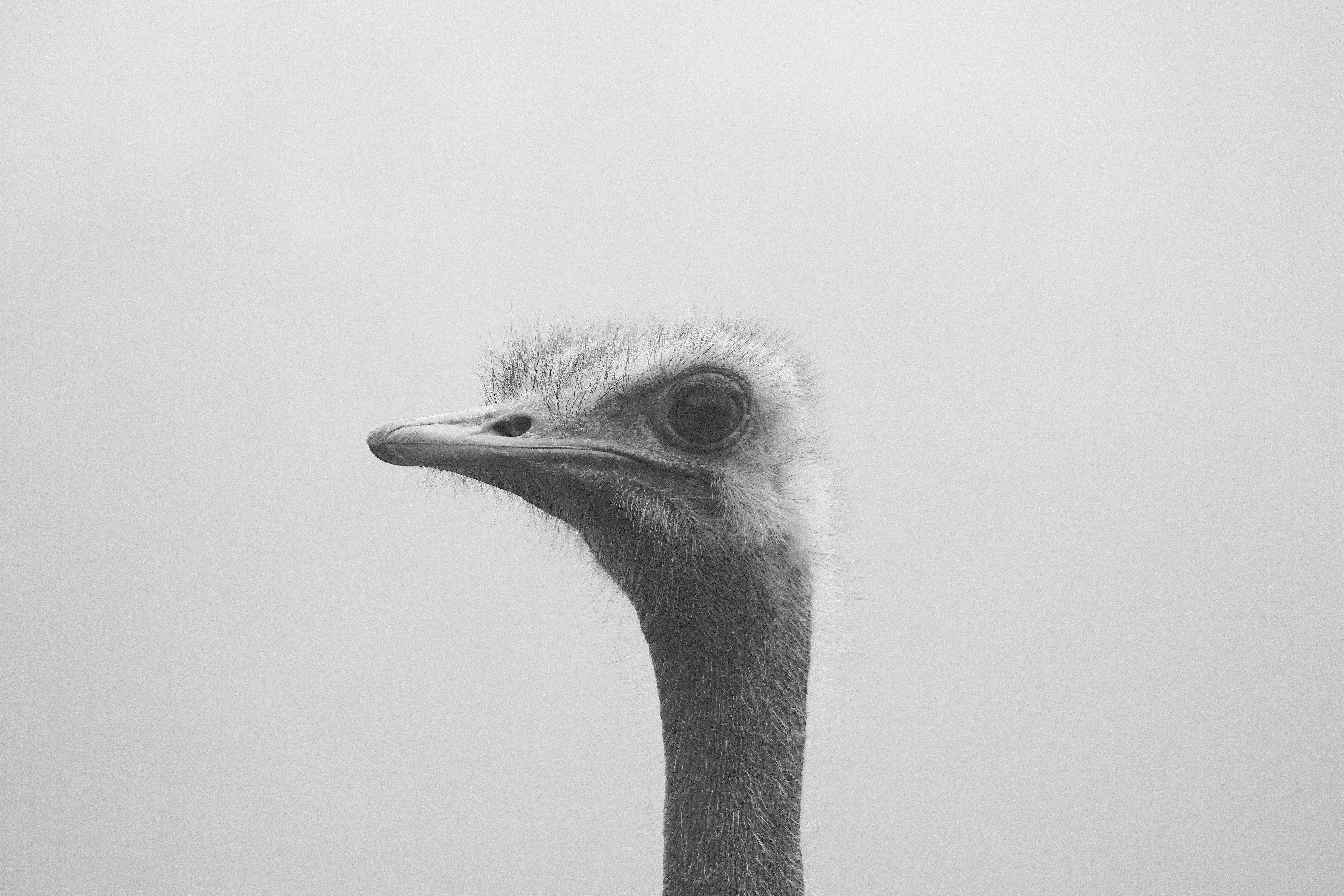 Monochrome Gaze: A Close-Up Ostrich Portrait Against a Soft Sky